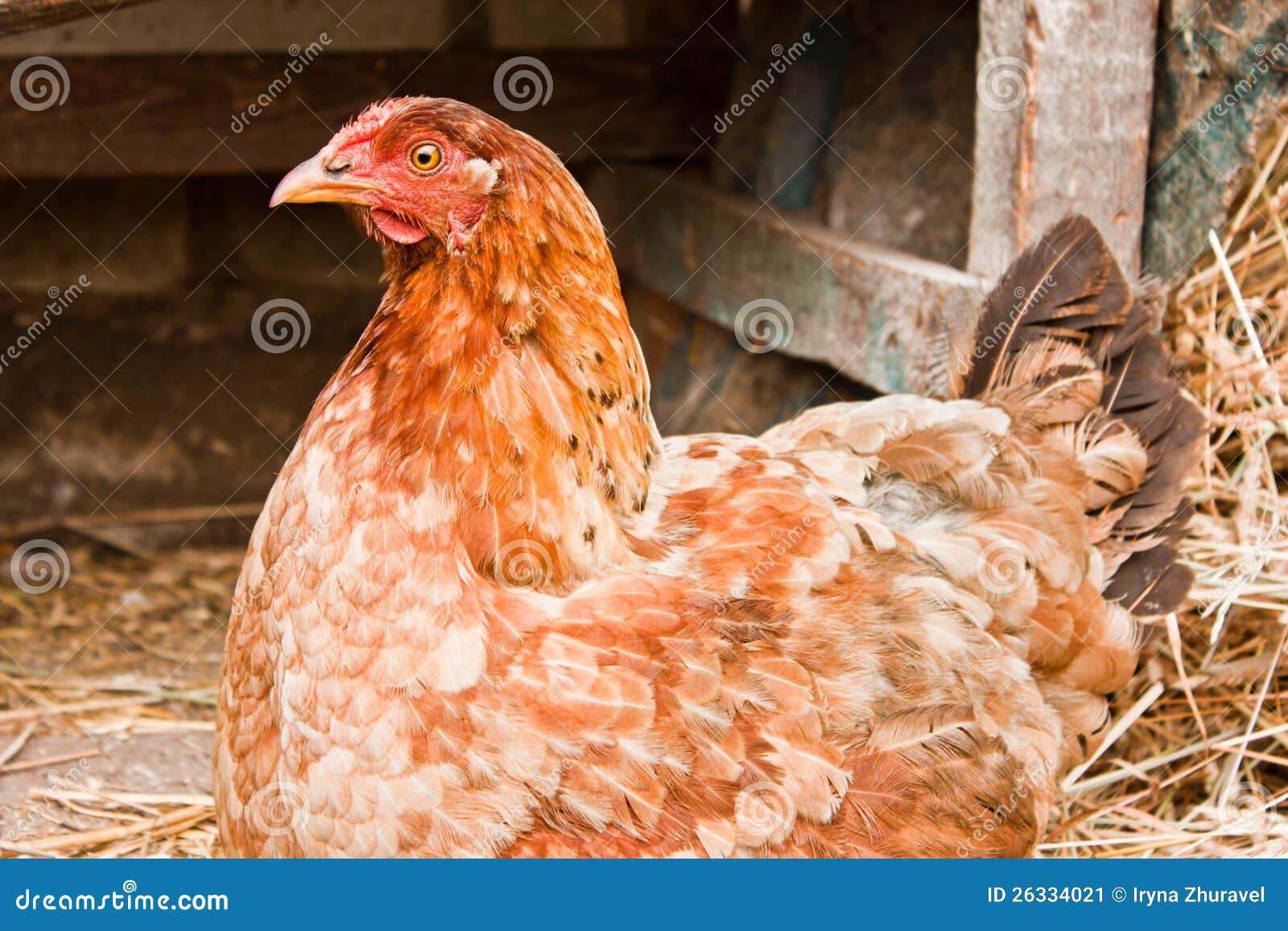 Chicken Picture. Image: 26334021