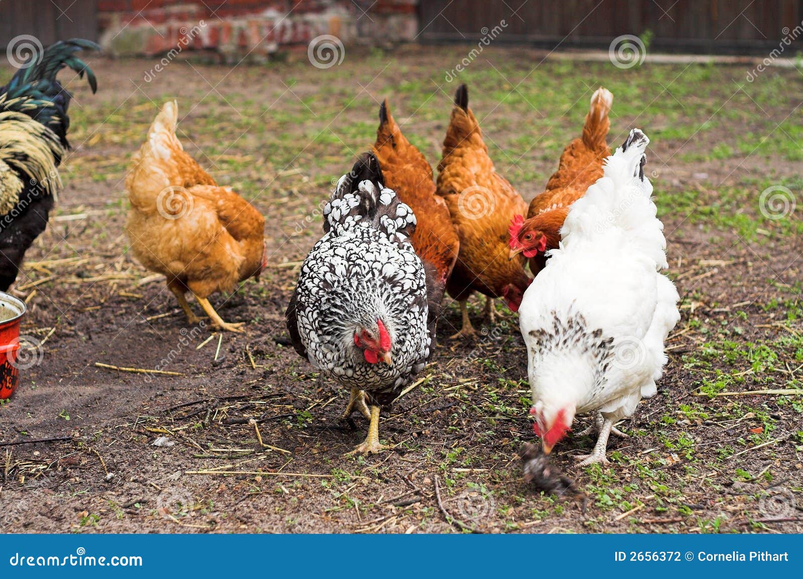 Chicken stock photo. Image of biddy, agriculture, brown - 2656372