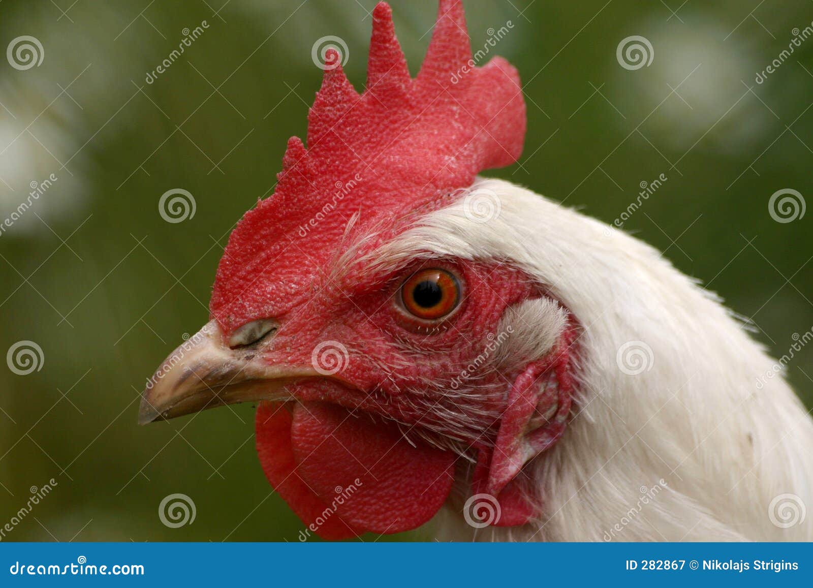 Chicken stock image. Image of avian, cluck, wings, fowl - 282867