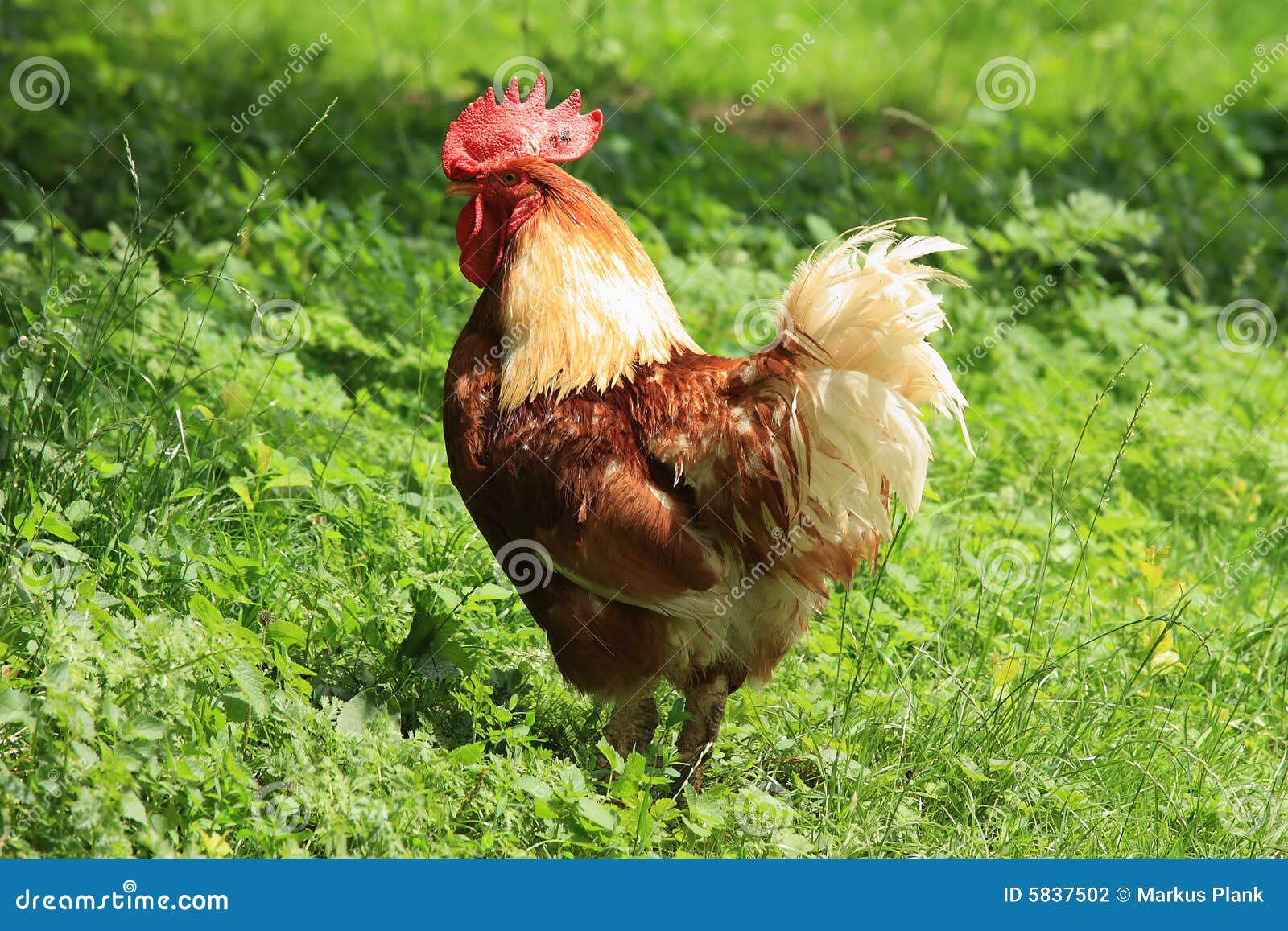 Chicken stock photo. Image of feather, chicken, craw, coat - 5837502