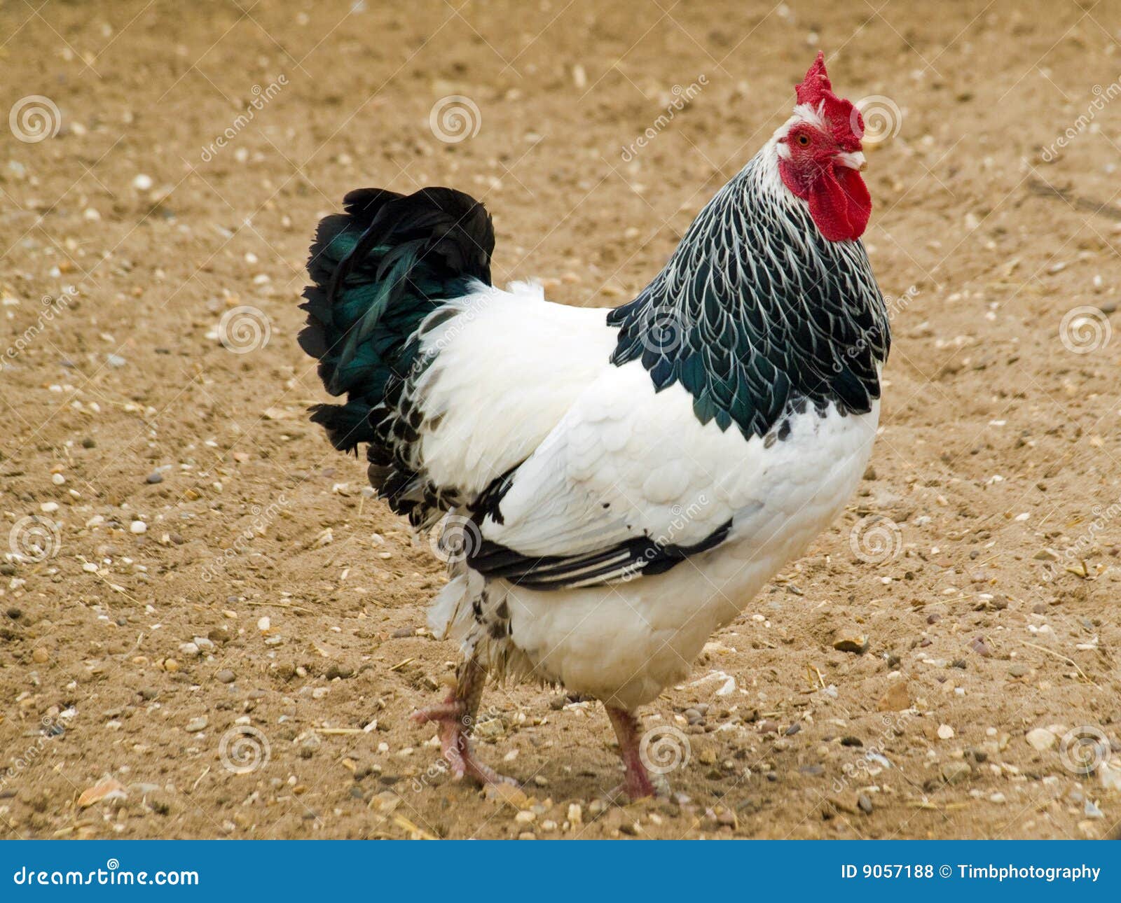 7,011 Alive Chicken Photos - Free & Royalty-Free Stock Photos from ...