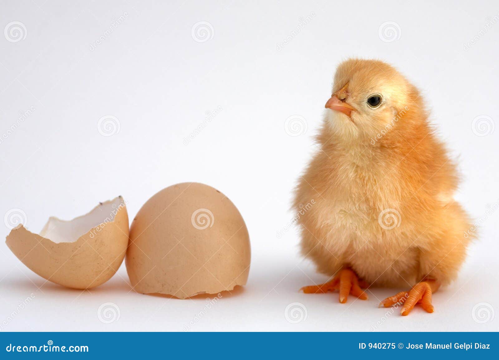 Chicken stock image. Image of food, avian, little, funny - 940275