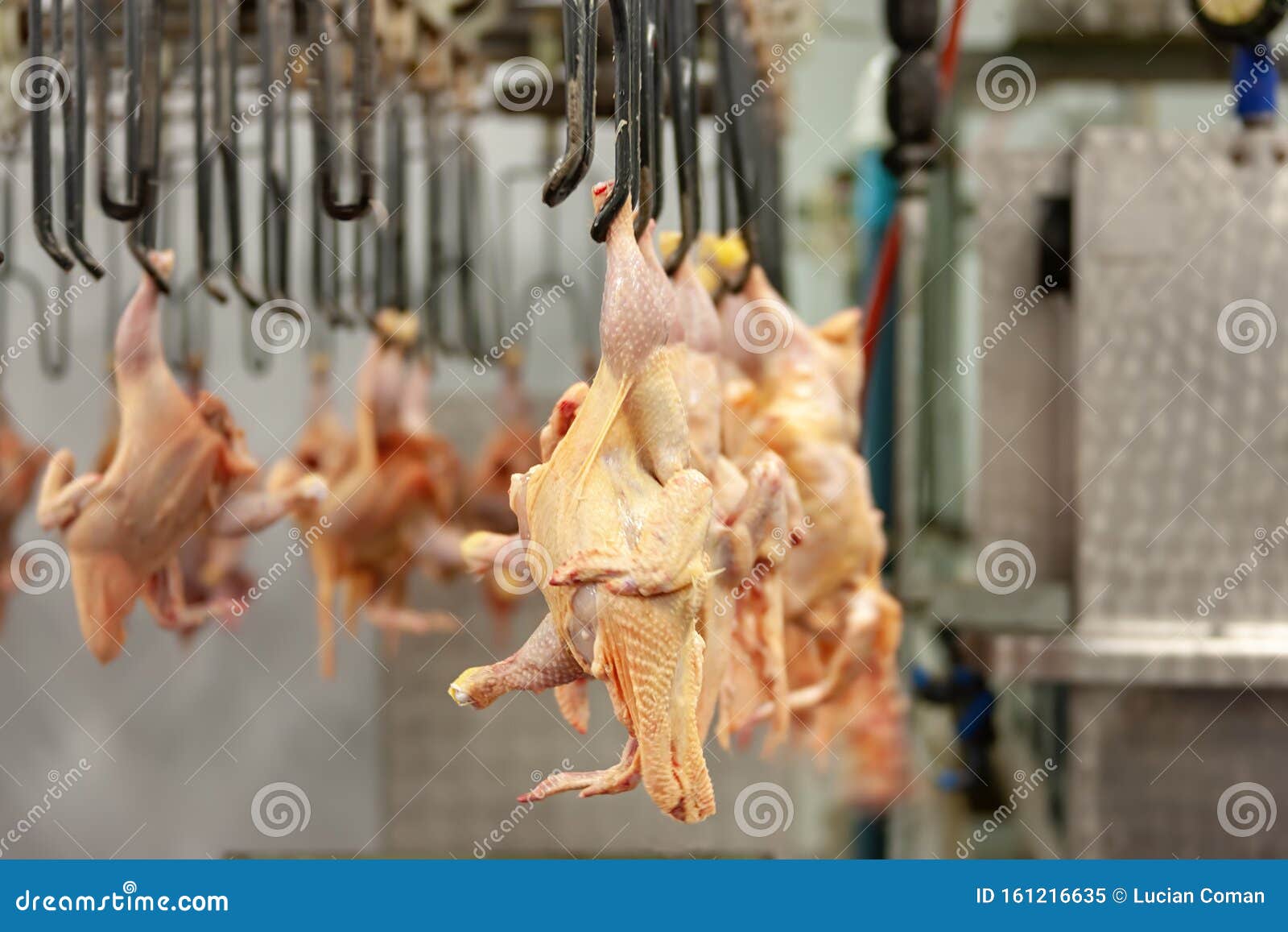 Chicken Abattoir Industrial Stock Image - Image of group, production ...