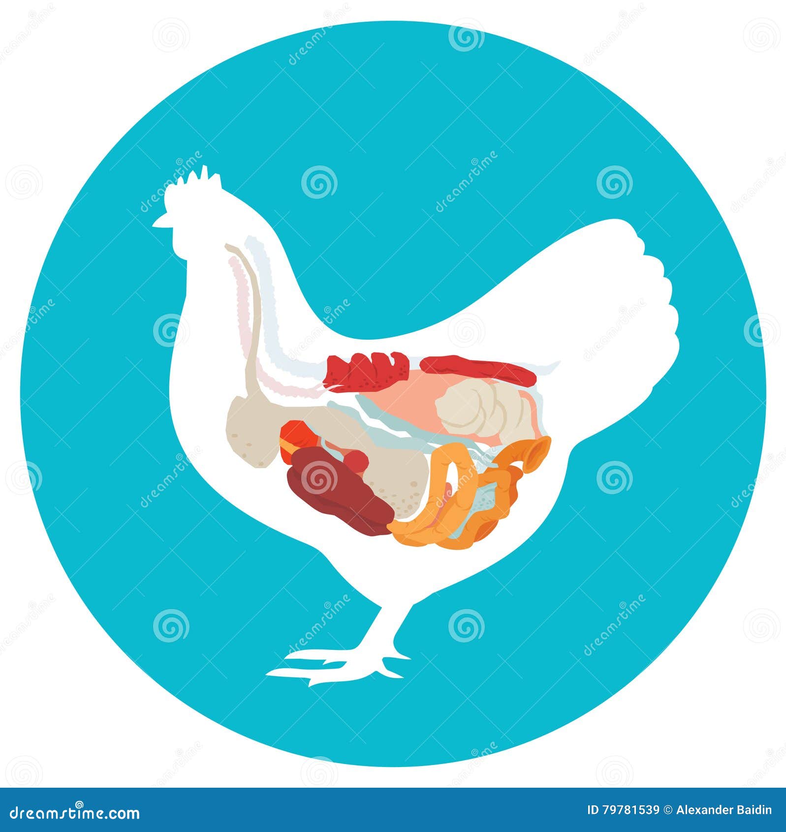 Chicken Anatomy. Digestive System. Stock Illustration - Illustration of ...