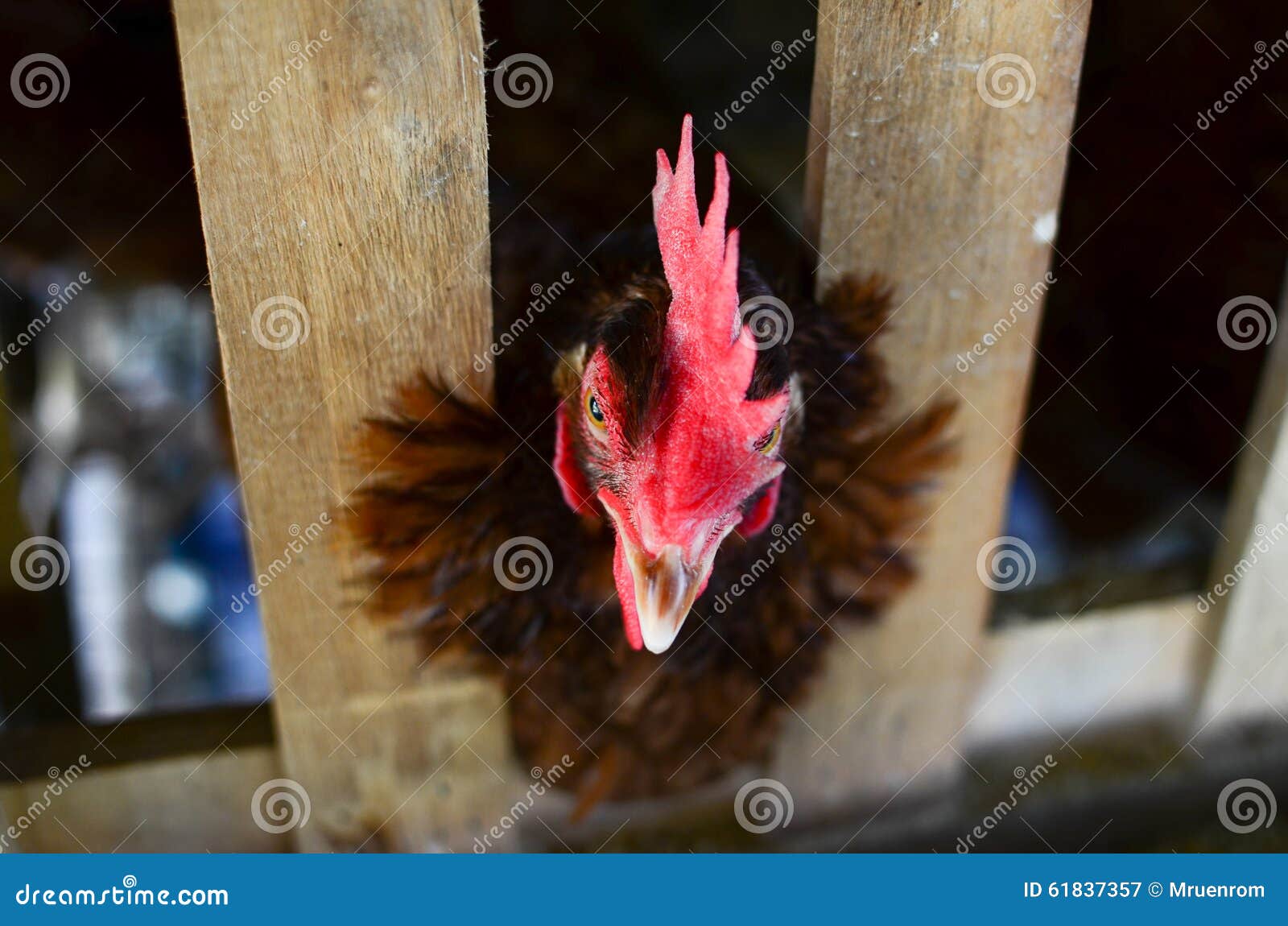 Chicken Angry Emotion on Farm Stock Image - Image of feed, animal: 61837357