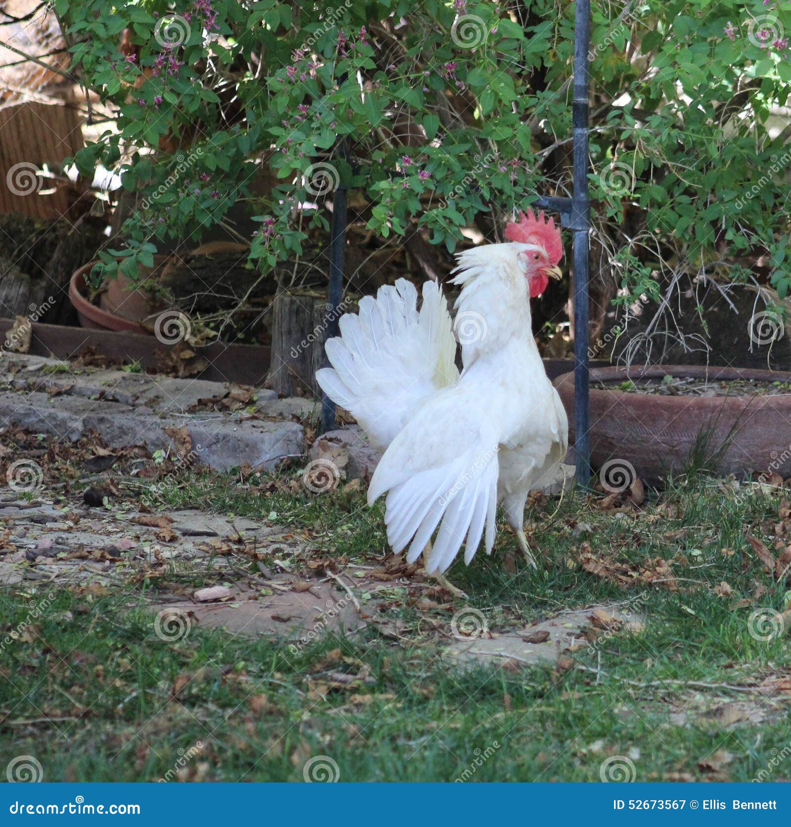 Chicken Angry stock image. Image of angry, leaves, grass - 52673567