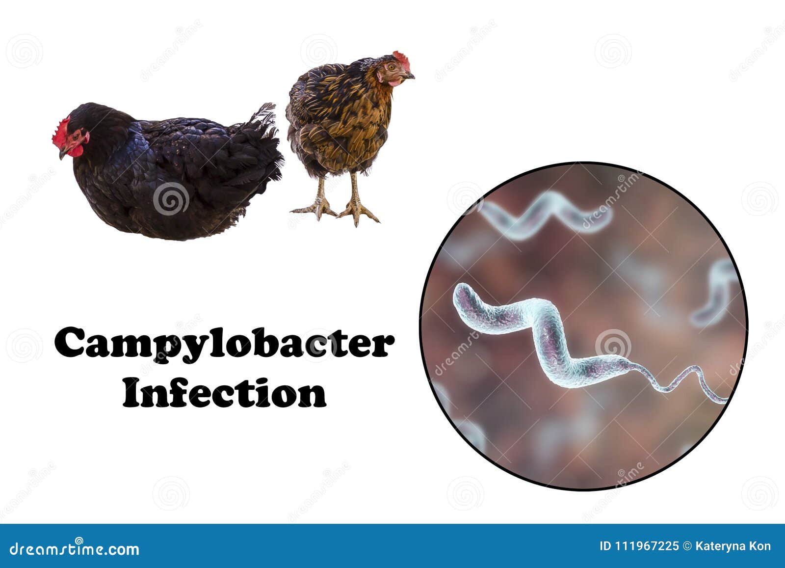 254 Curved Chicken Stock Photos - Free & Royalty-Free Stock Photos from ...