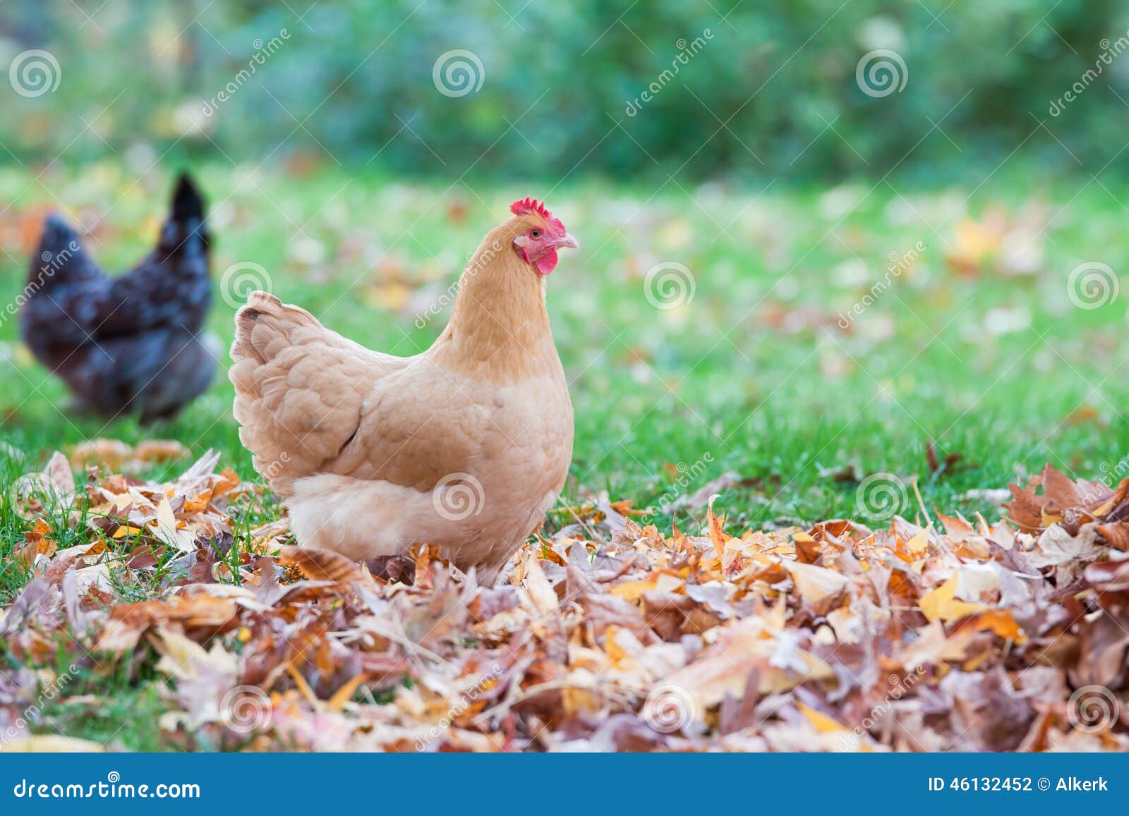 Chicken in autumn leaves stock photo. Image of backyard - 46132452