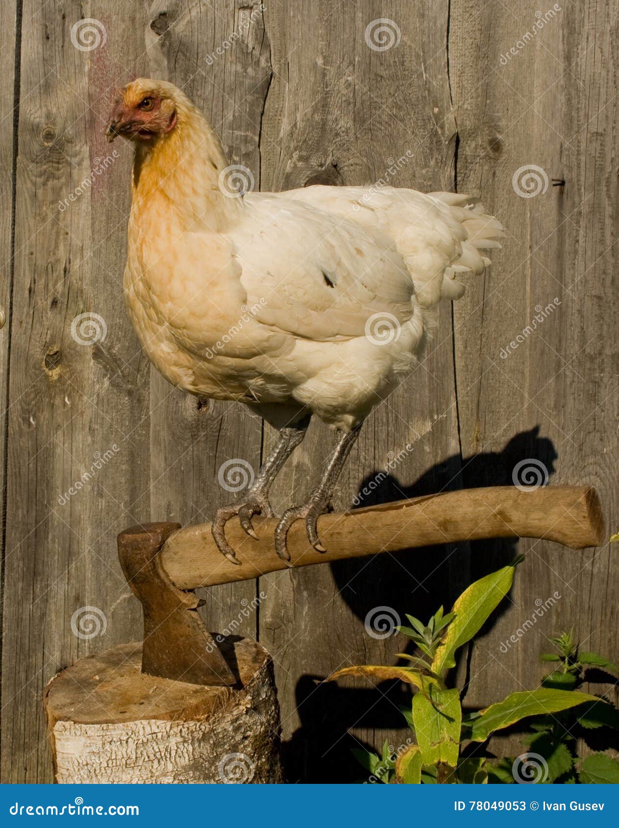 CHICKEN and AXE stock image. Image of bird, farmers, humour - 78049053