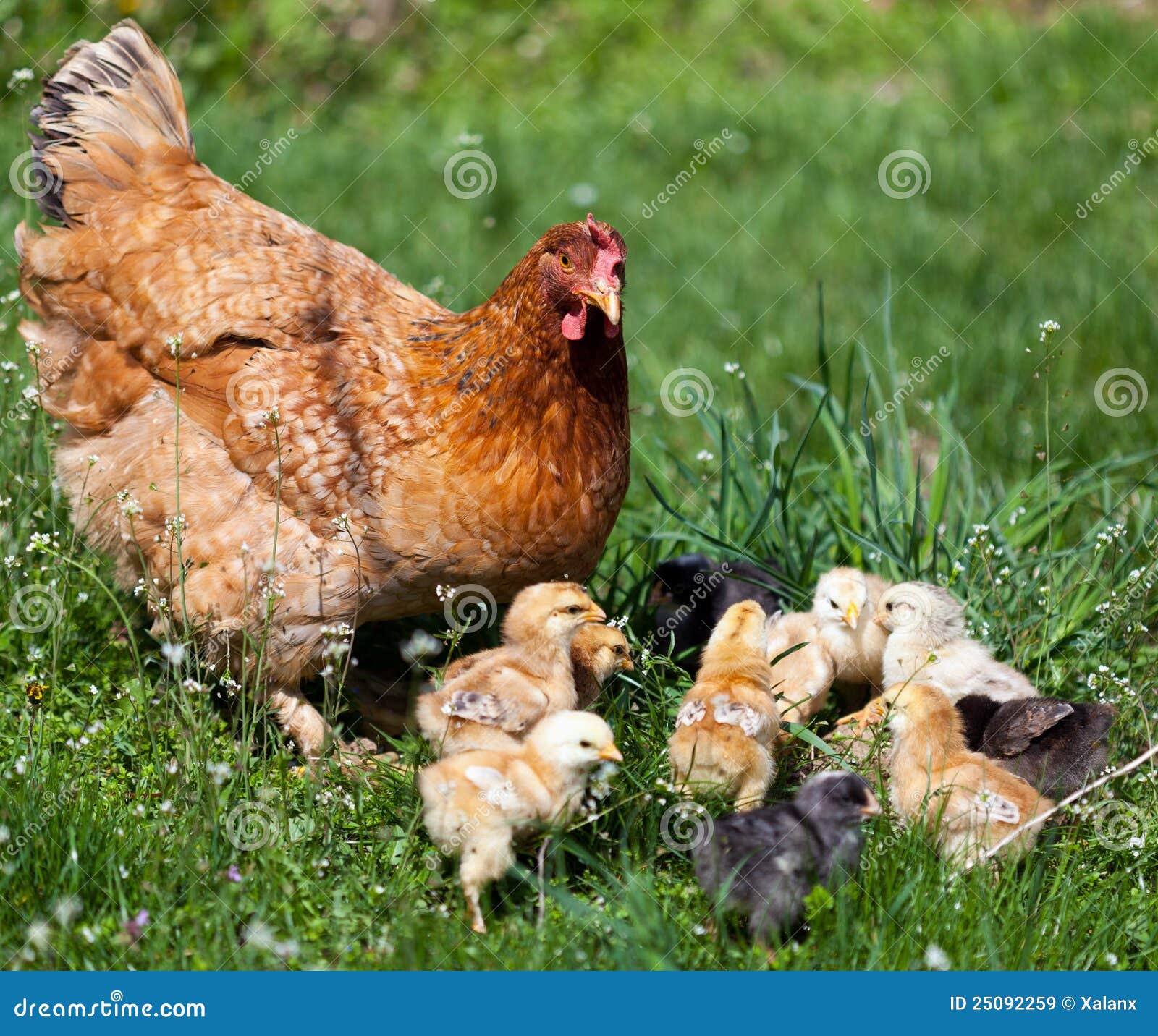 Chicken with babies stock image. Image of macro, lawn - 25092259