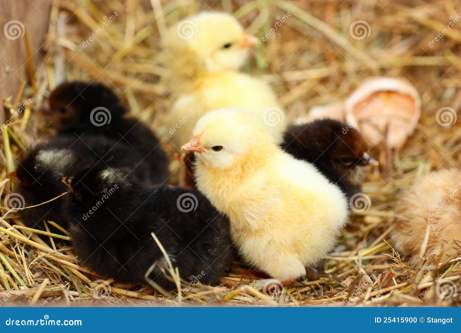 Chicken baby stock photo. Image of chickens, bedding - 25415900