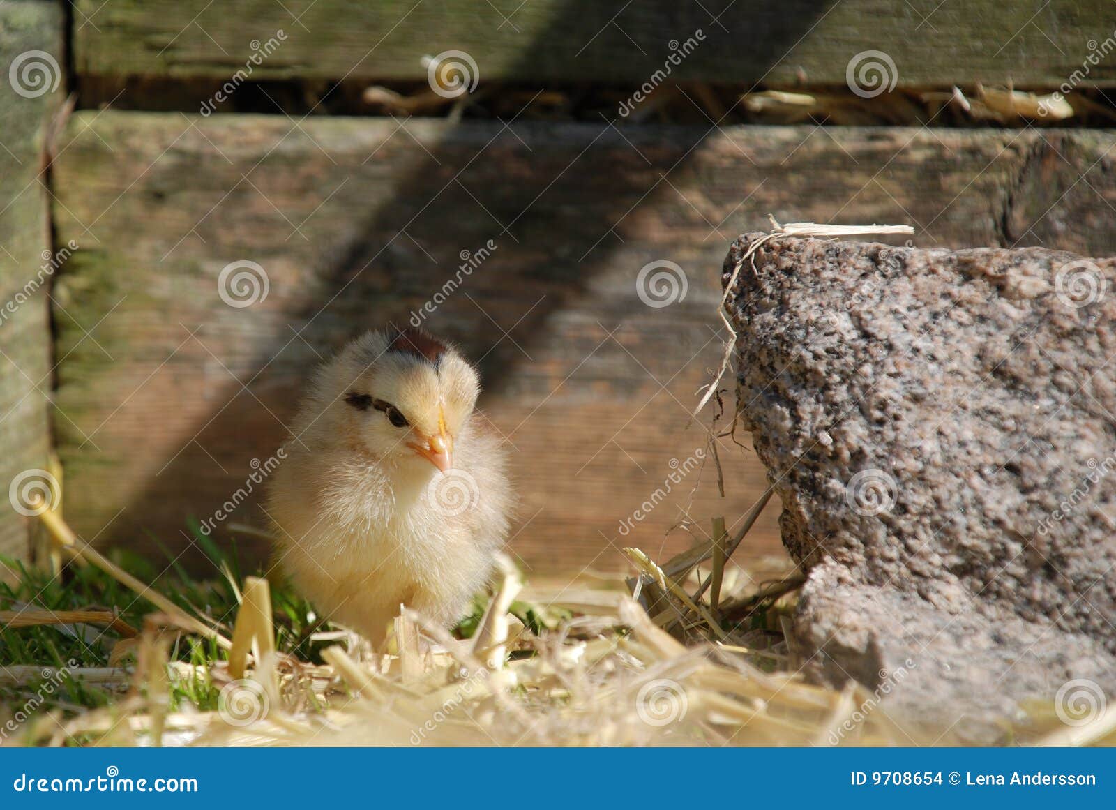 Chicken baby stock photo. Image of poultry, farm, livestock - 9708654