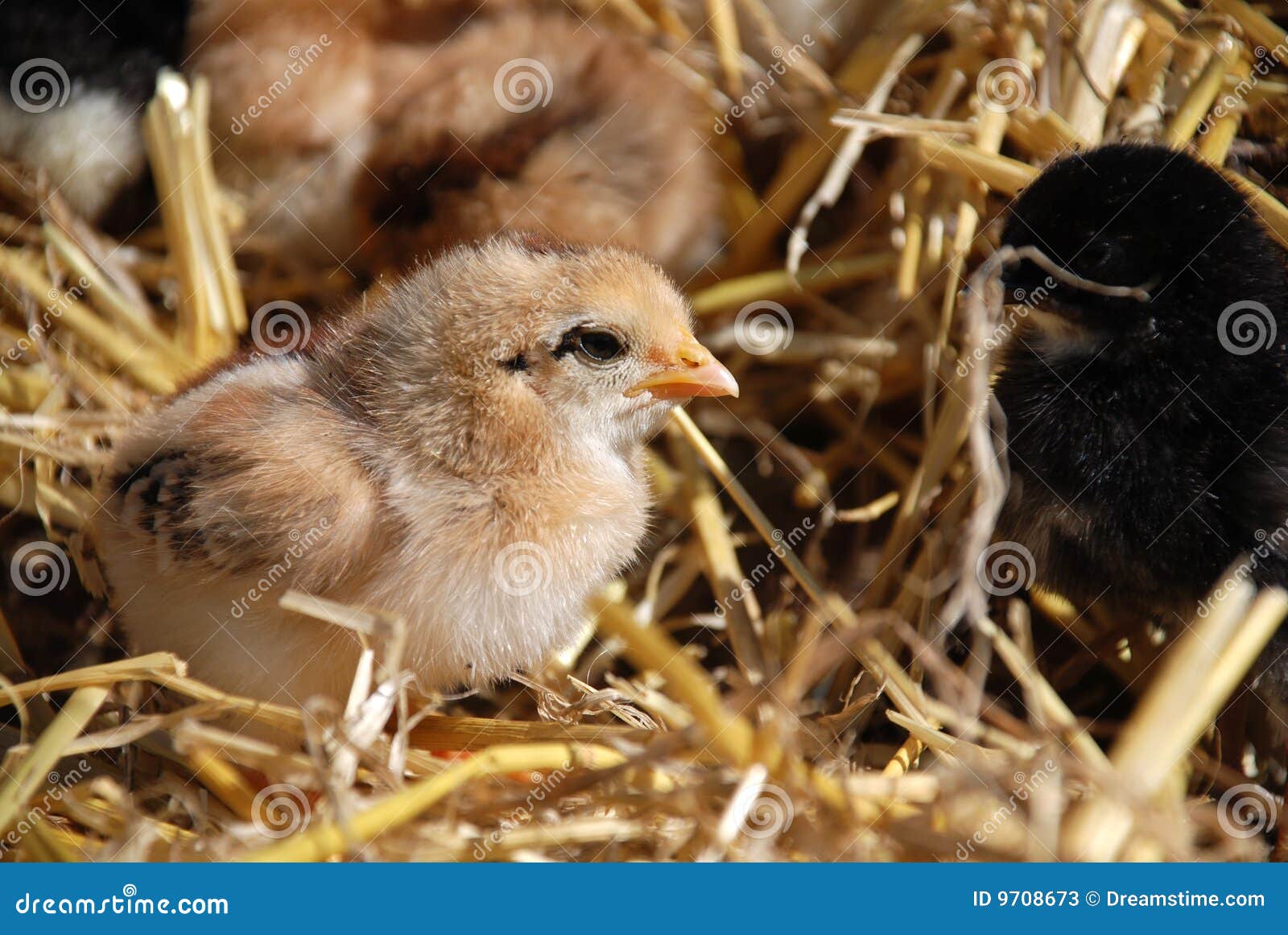 Chicken baby stock image. Image of farm, wing, little - 9708673