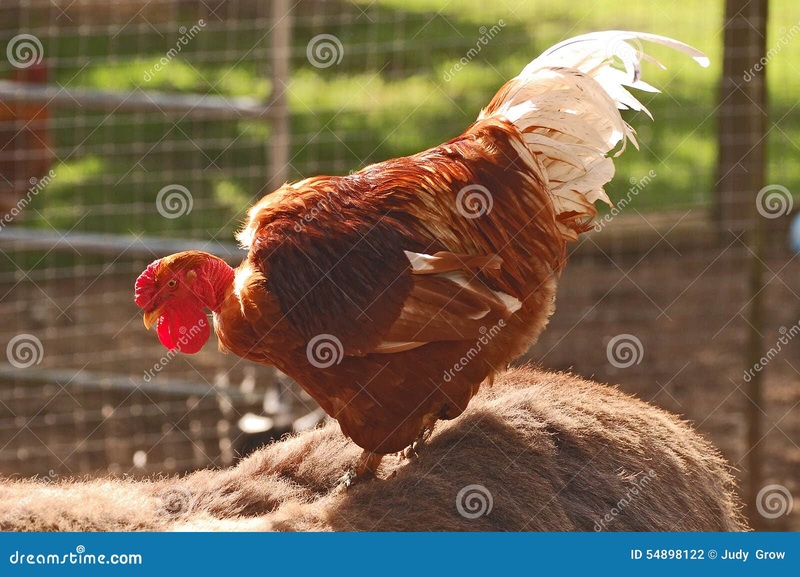 Chicken on the Back of Donkey Stock Photo - Image of fine, contented ...