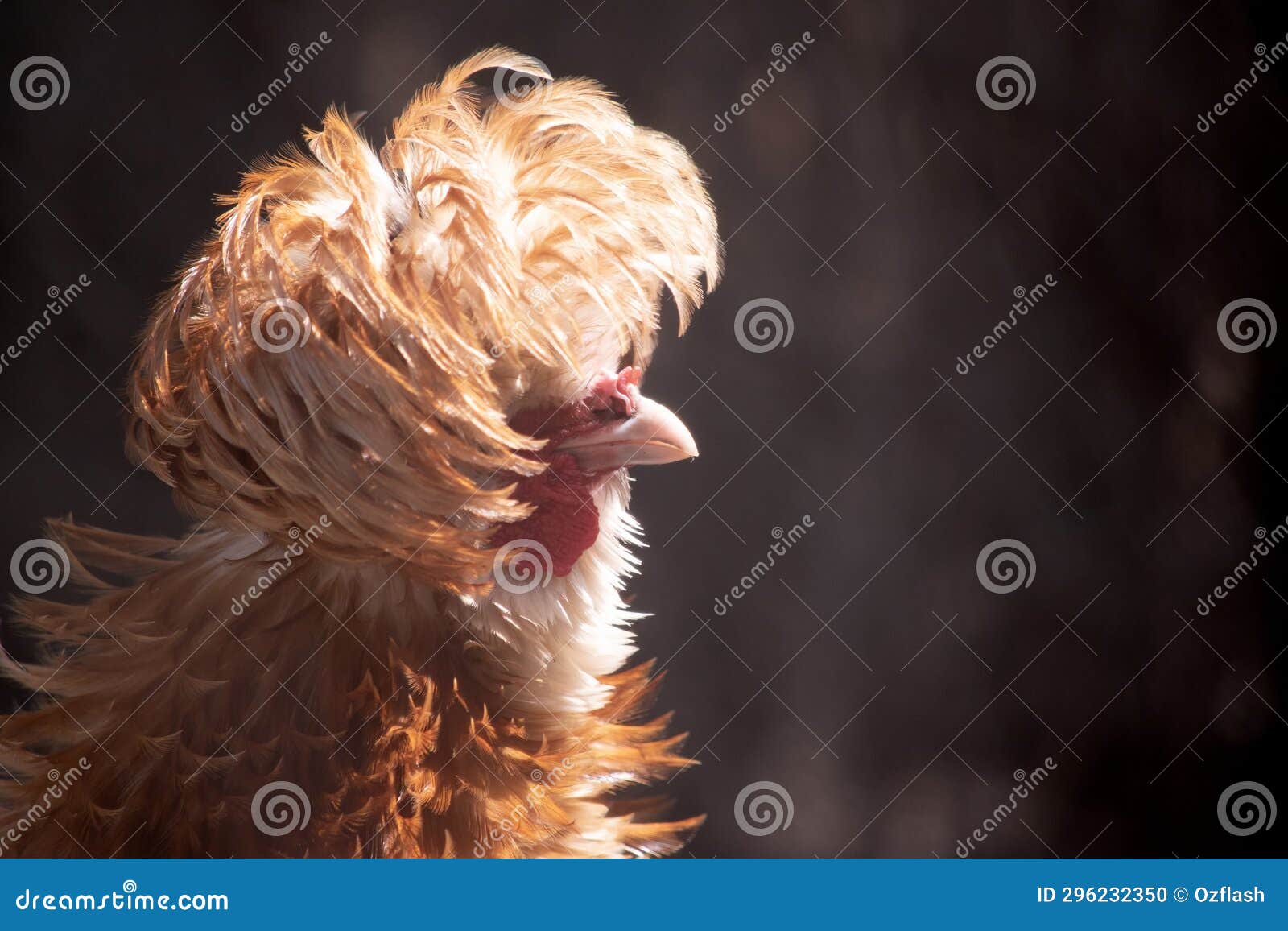 This is a Side View of a Chicken Stock Photo - Image of fowl, farm ...