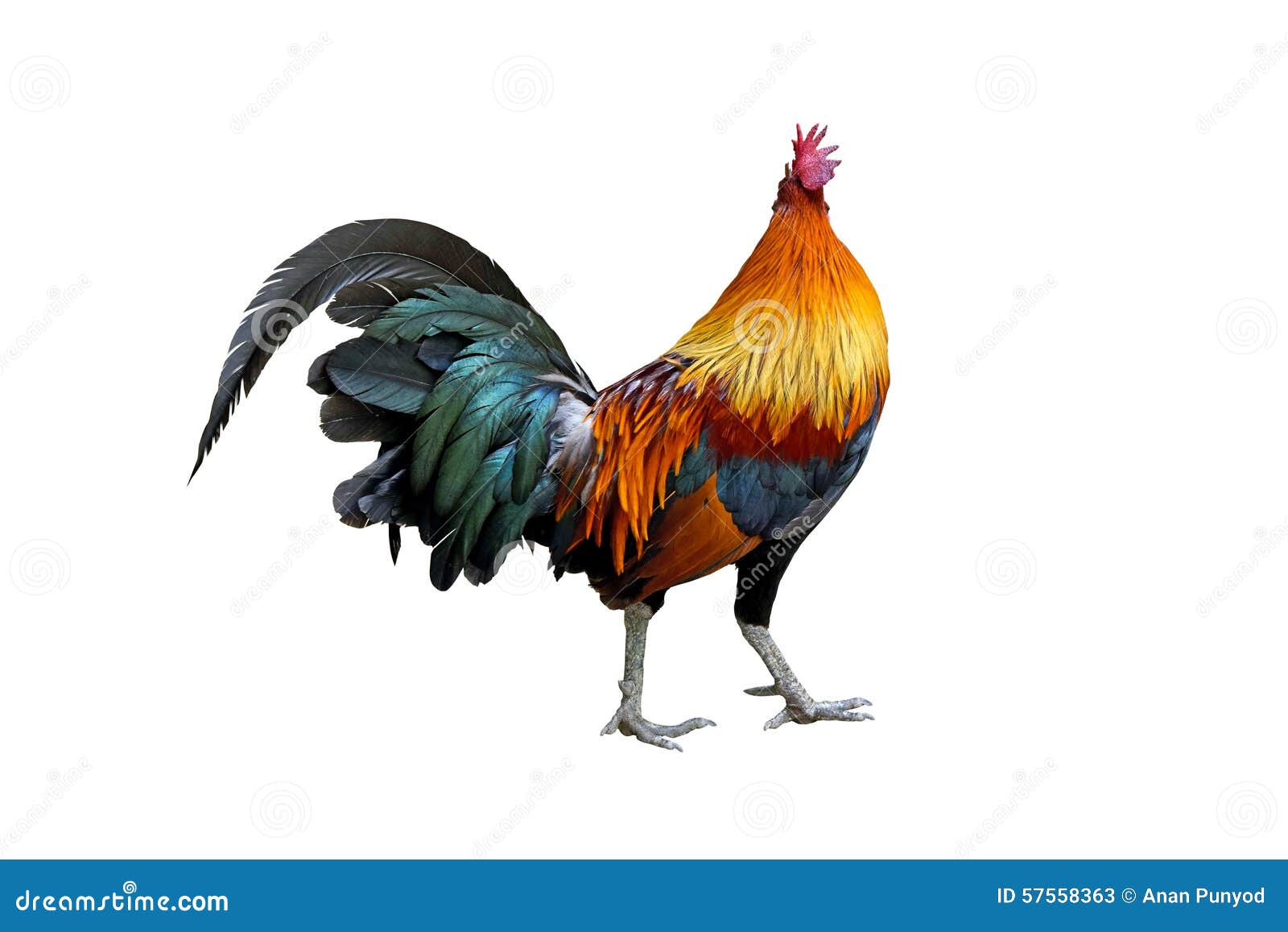 Chicken Bantam ,Rooster Back Isolated on White (Die Cutting) Stock ...