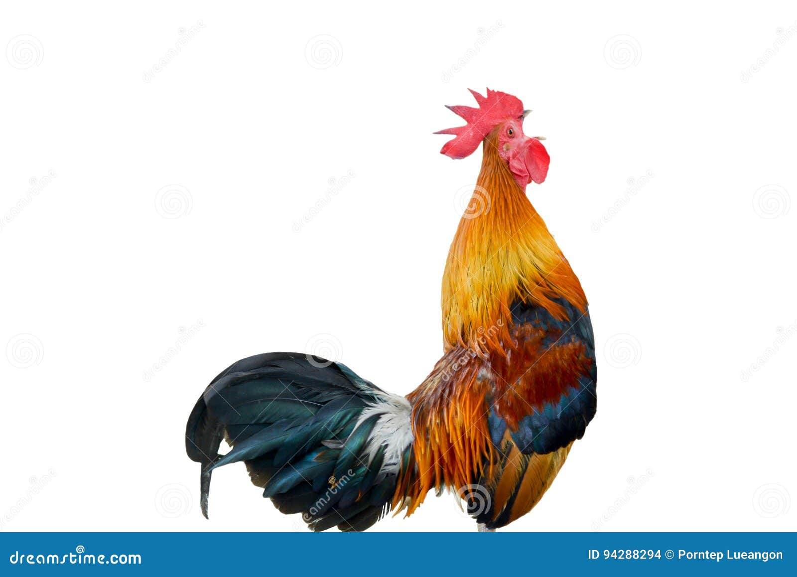Chicken Bantam ,Rooster Crowing Stock Photo - Image of male, chicken ...