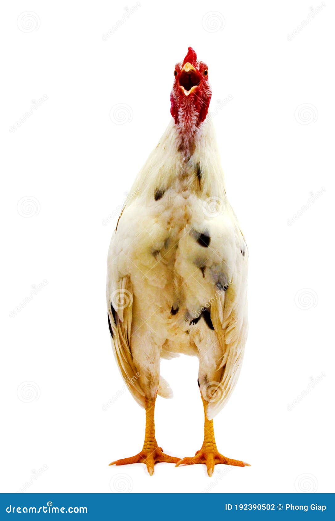Chicken Bantam, Rooster Crowing Isolated on White Die Cutting. Stock ...
