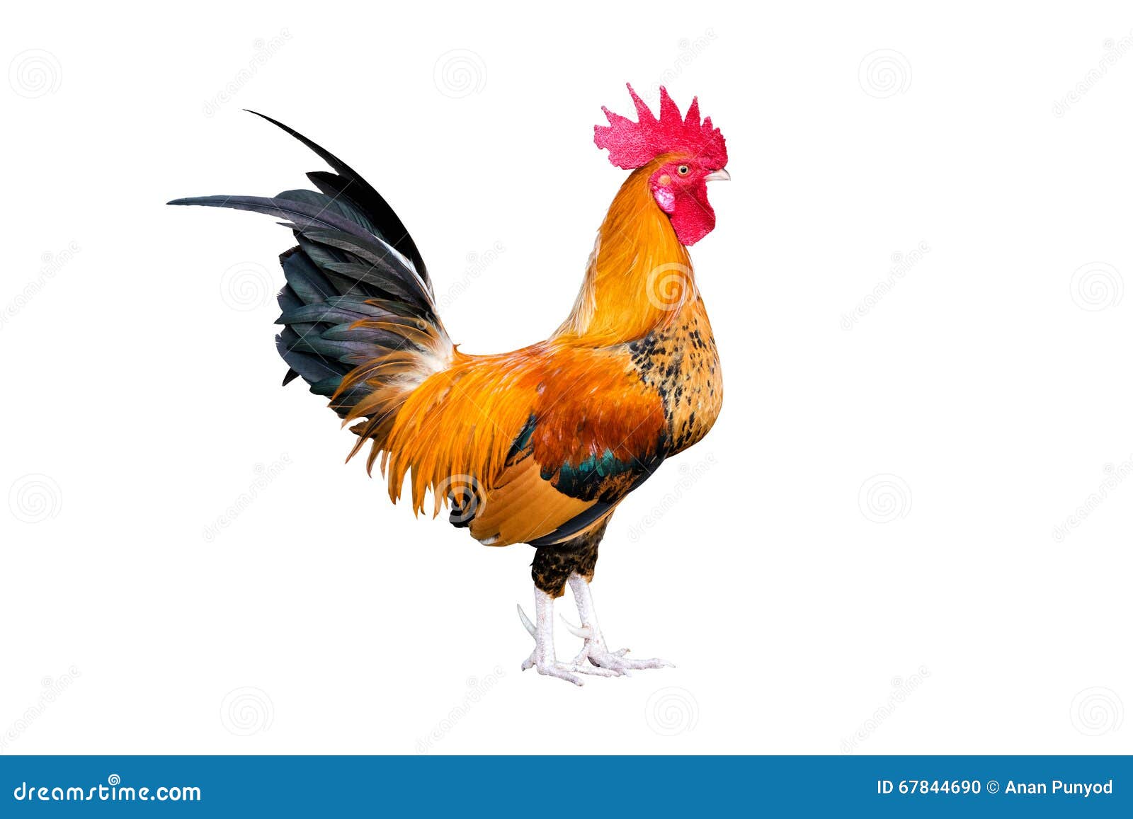 Chicken Bantam ,Rooster Crowing Isolated on White (Die Cutting) Stock ...