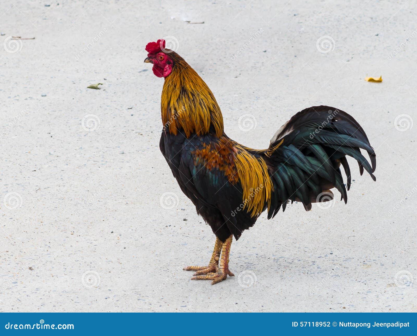 Chicken Bantam ,Rooster Crowing Stock Photo - Image of colorful ...