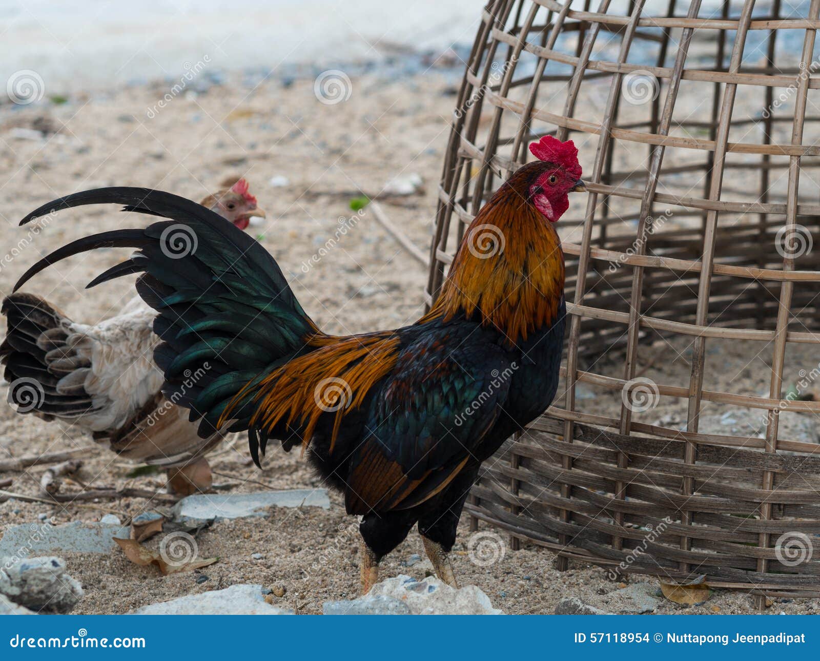 Chicken Bantam ,Rooster Crowing Stock Photo - Image of cockerel, bantam ...