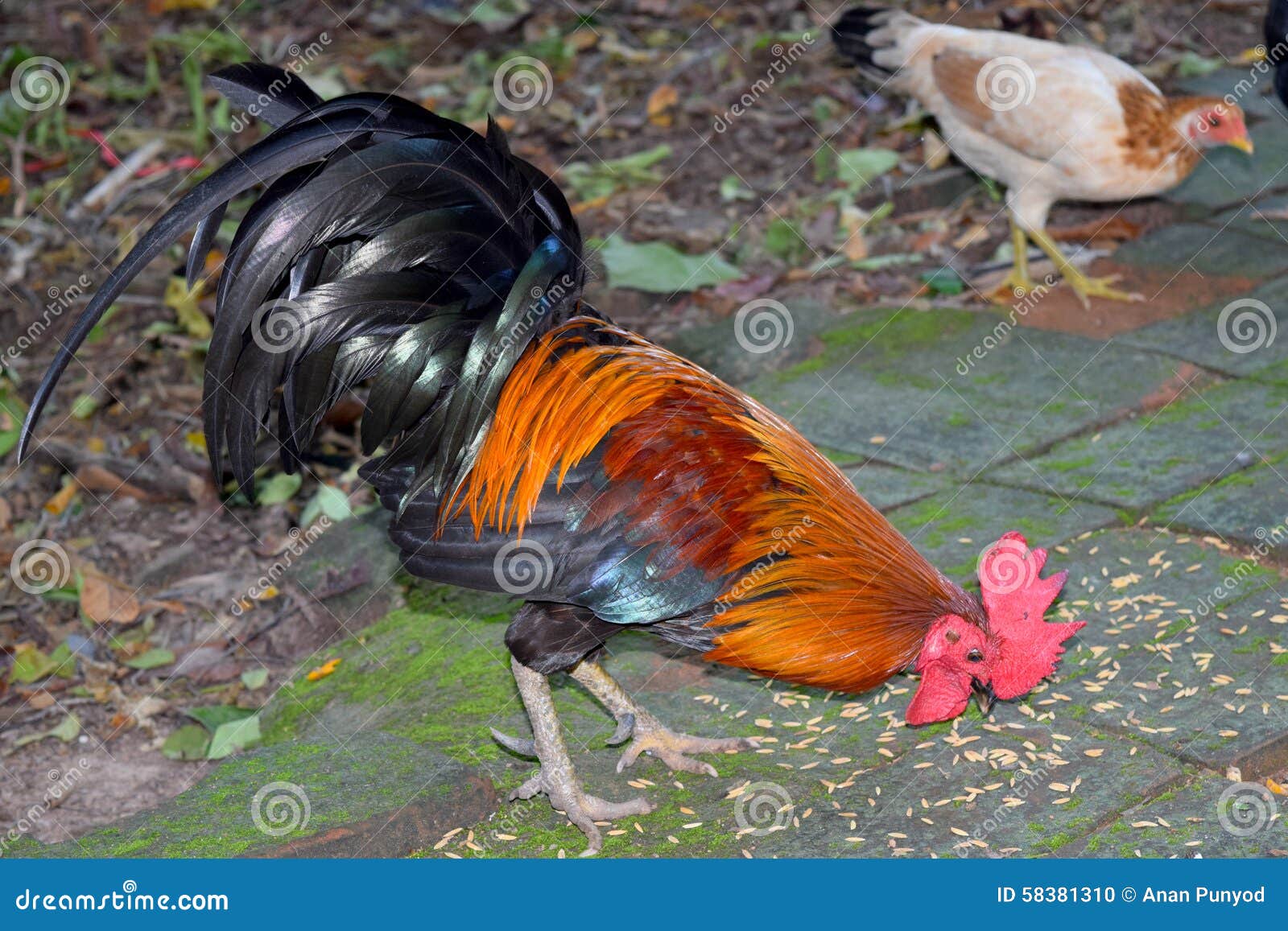 Chicken Bantam ,Rooster Eating Rice on Floor Stock Photo - Image of ...