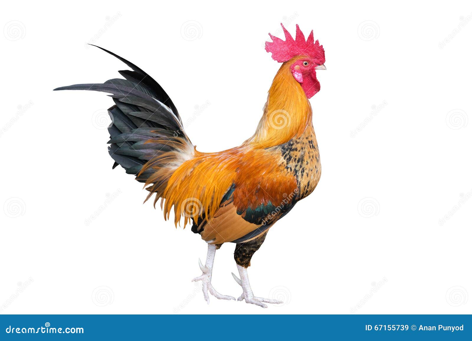 White Bantam Chicken Bird Vector Illustration Transparent Background ...