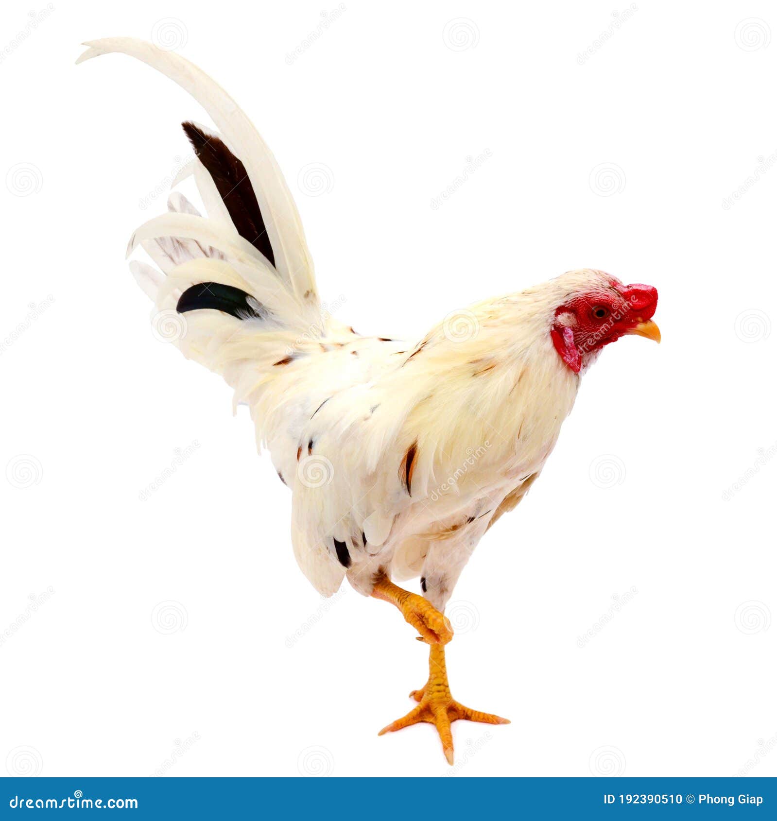 Chicken Bantam, Rooster Isolated on White Die Cutting. Stock Photo ...
