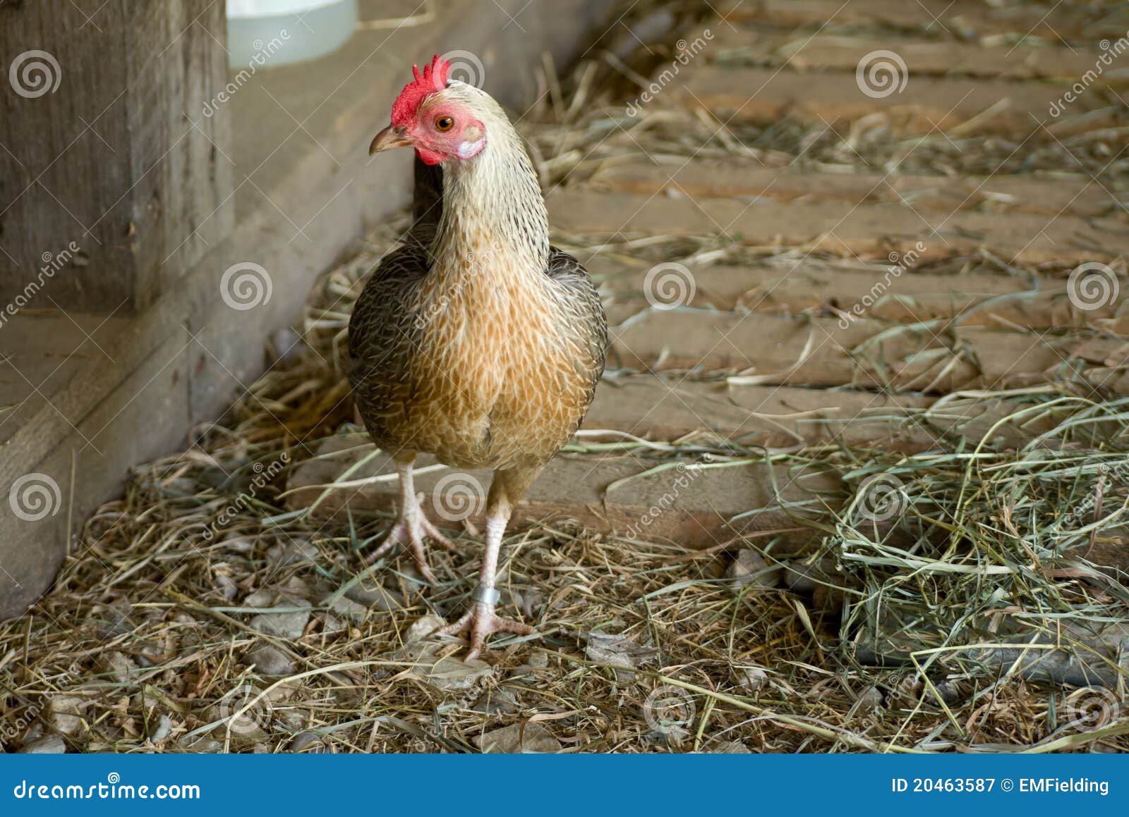 Chicken in barn stock image. Image of country, austria - 20463587