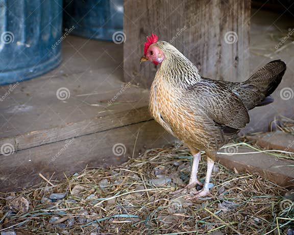 Chicken in barn stock photo. Image of rooster, chick - 21070798