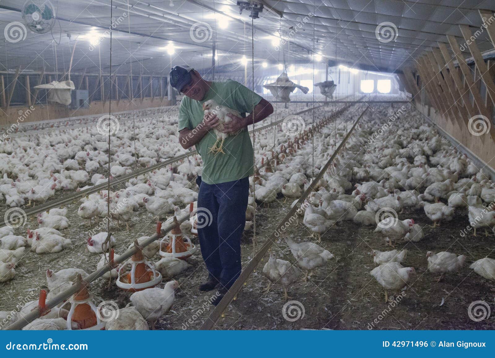 A chicken barn, Chesapeake editorial photo. Image of america - 42971496