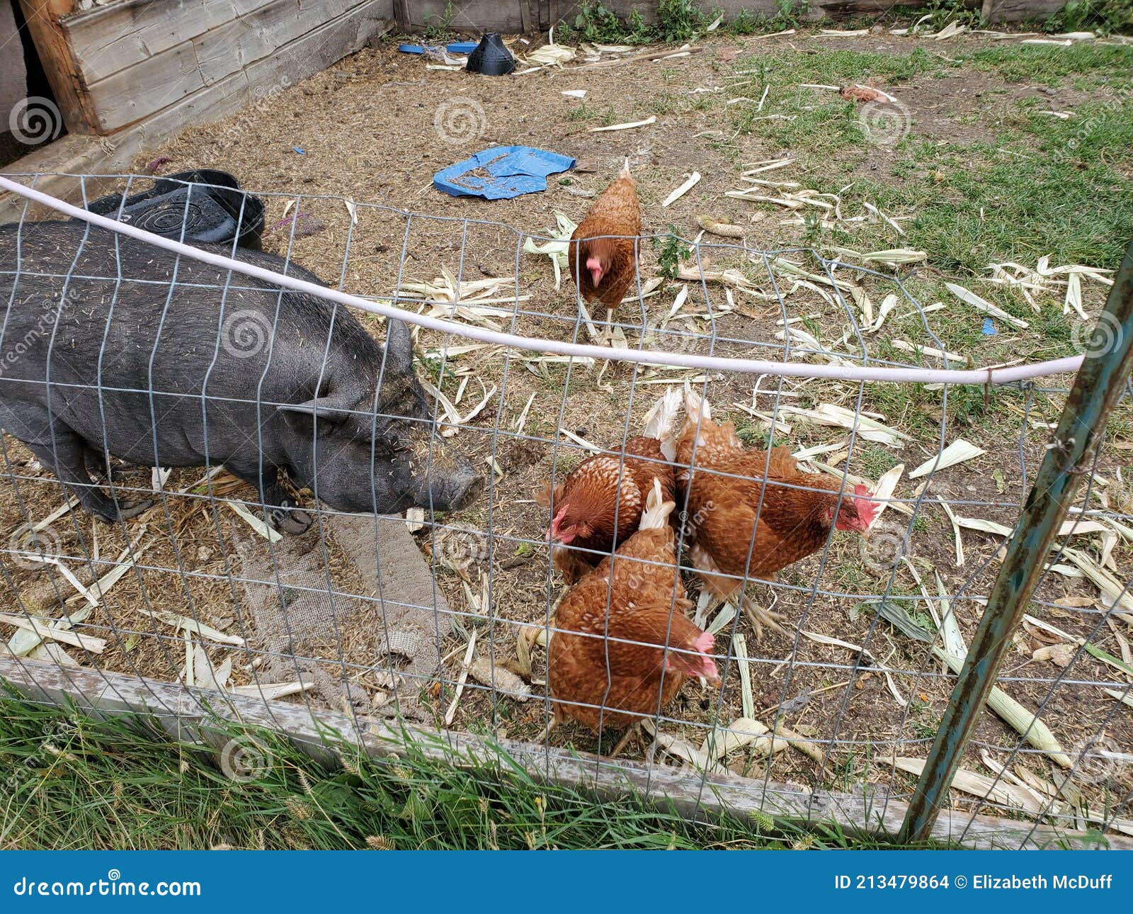 Chicken barn yard stock photo. Image of beak, fowl, farm - 213479864