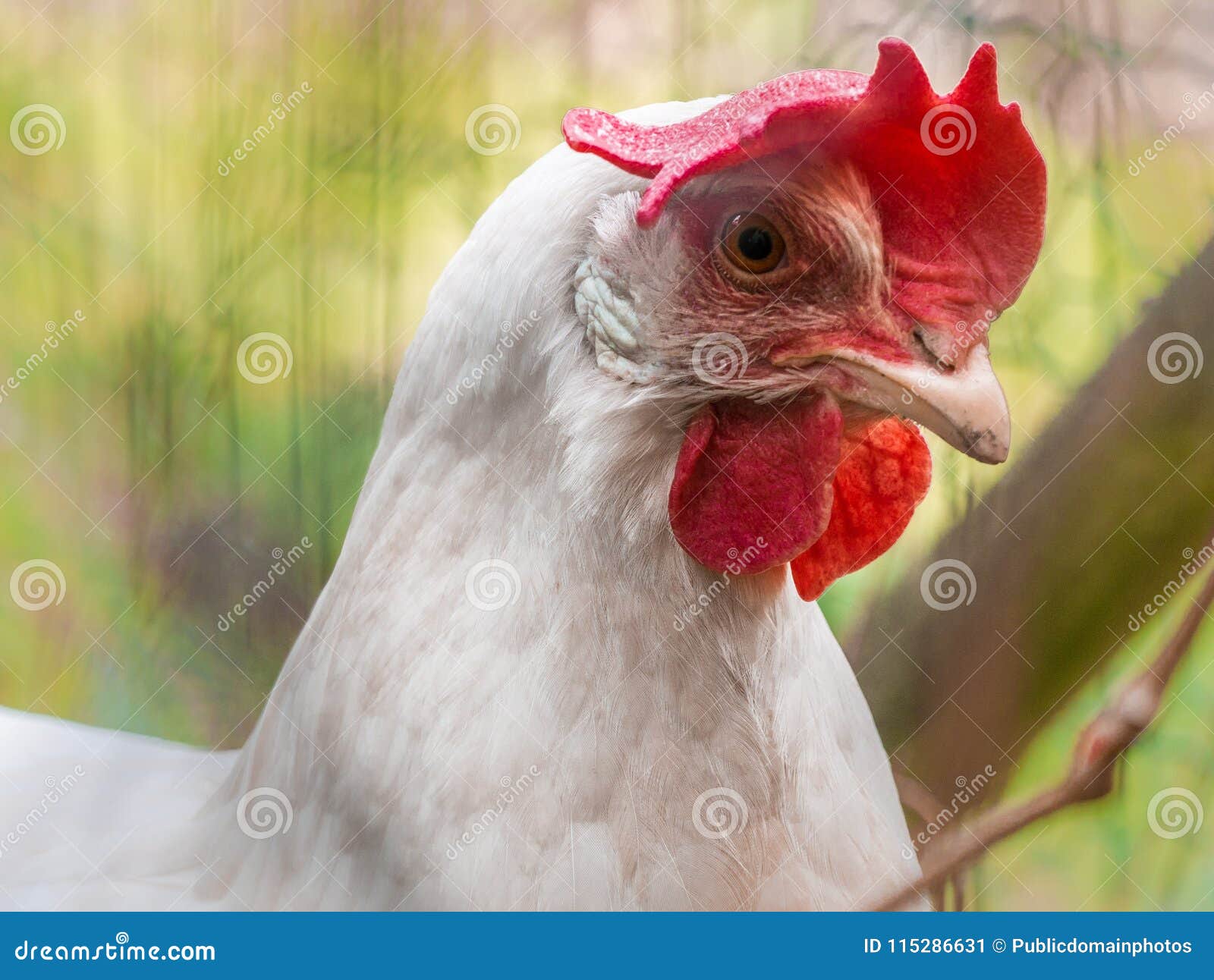Chicken, Beak, Bird, Galliformes Picture. Image: 115286631