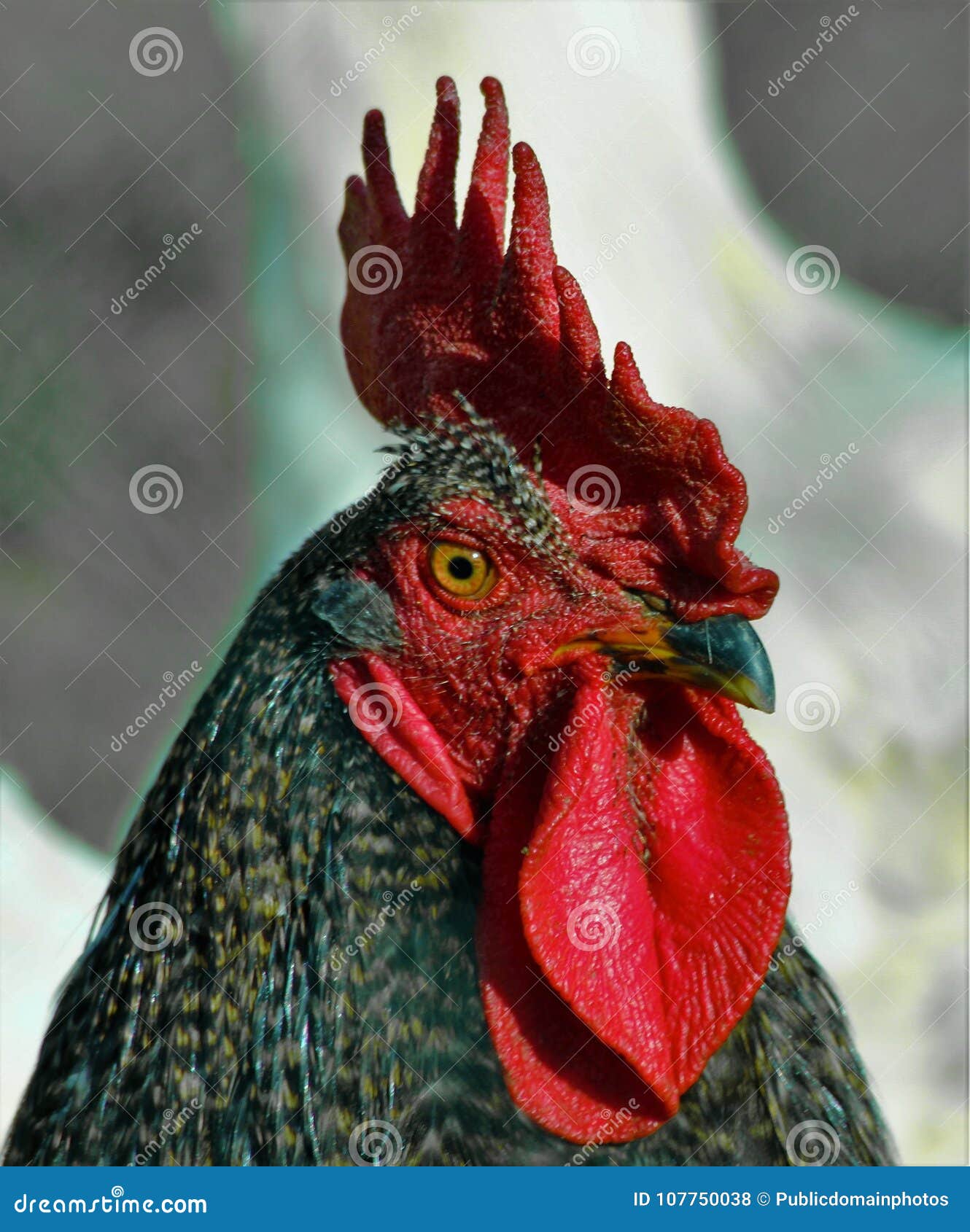 Chicken, Beak, Bird, Rooster Picture. Image: 107750038