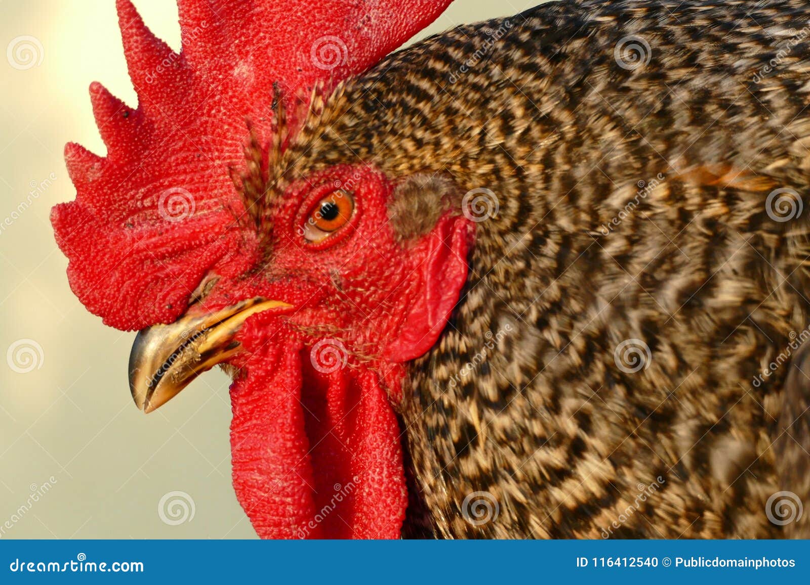 Chicken, Beak, Red, Galliformes Picture. Image: 116412540
