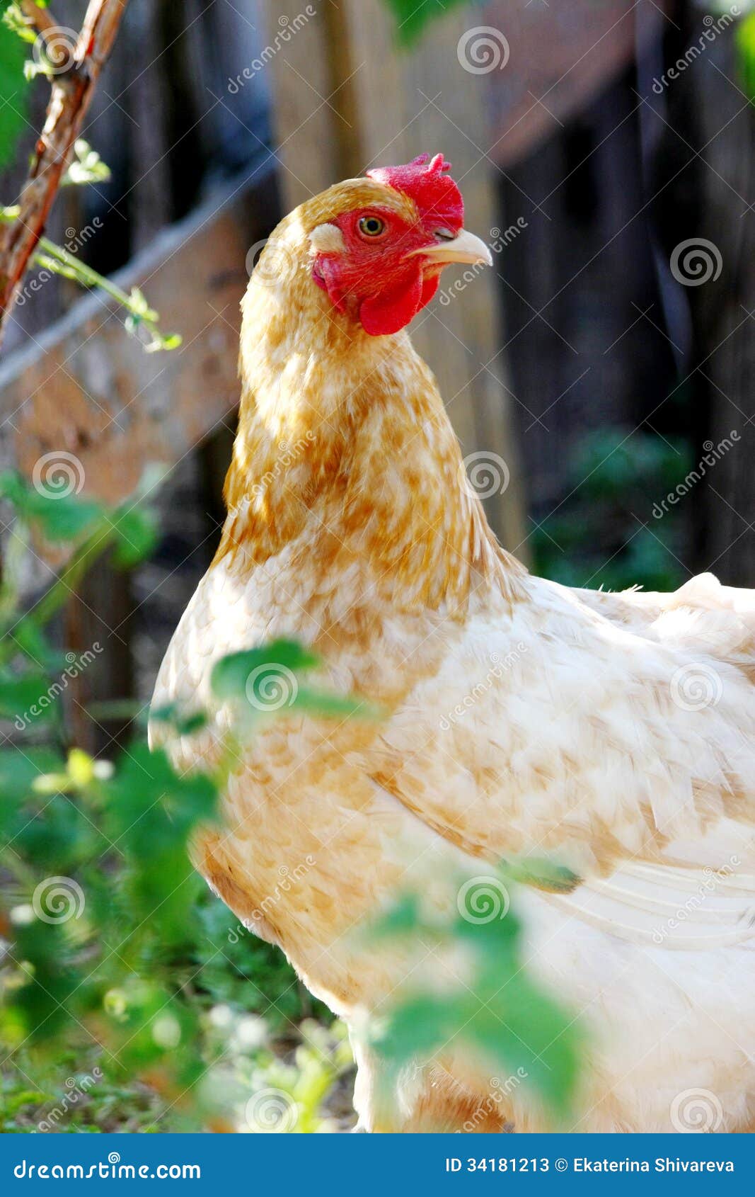 Chicken stock image. Image of range, outside, feather - 34181213