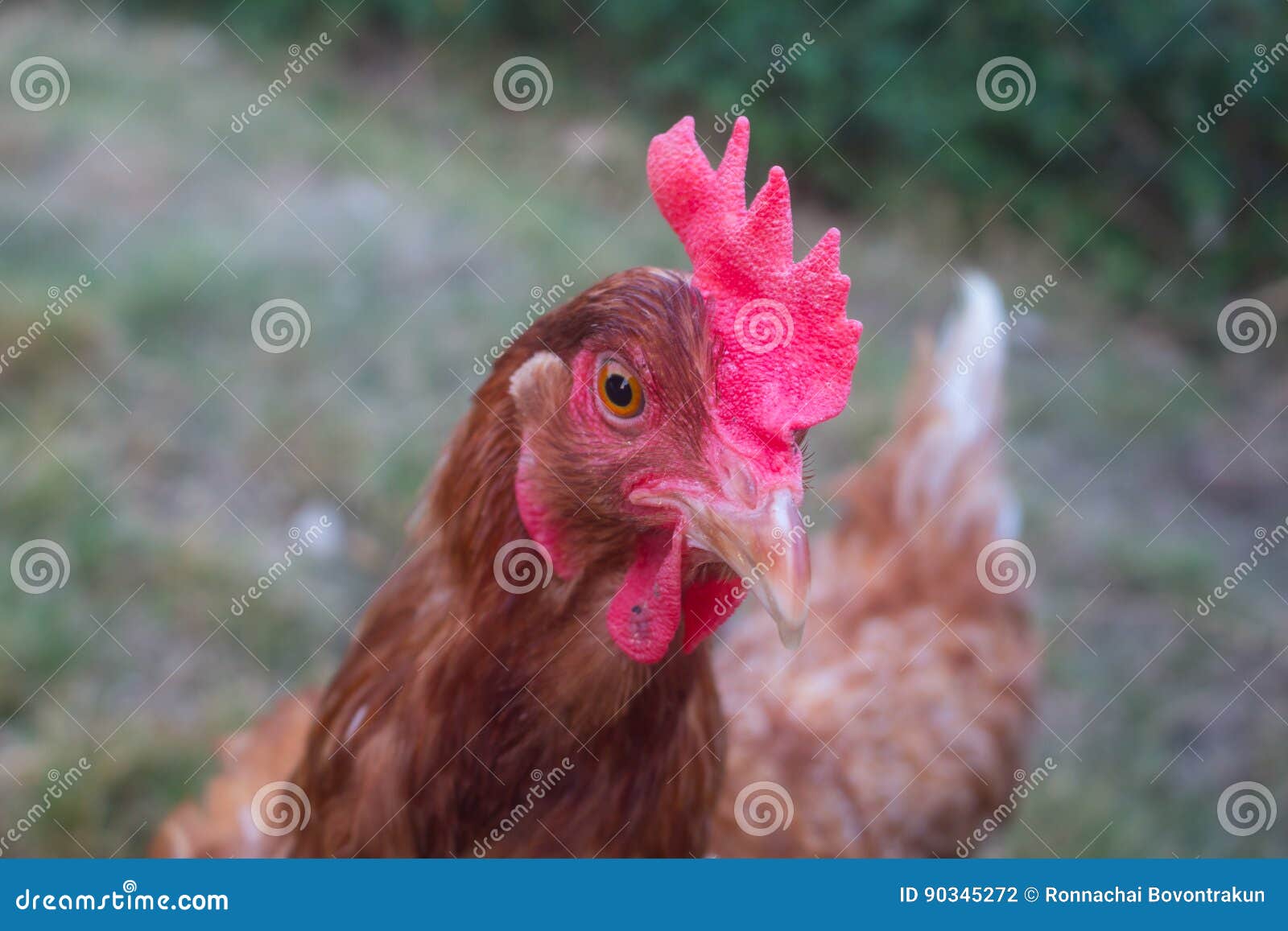 A Chicken with a Beautiful Cockscomb Stock Photo - Image of male, green ...