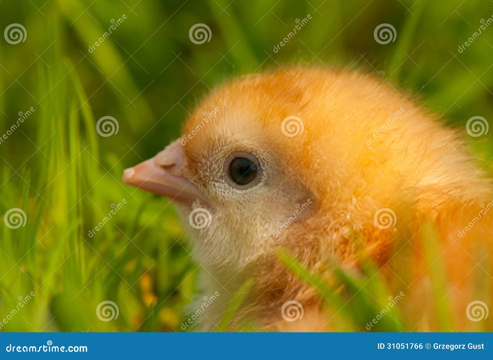 Chicken stock photo. Image of bird, little, chick, fluff - 31051766