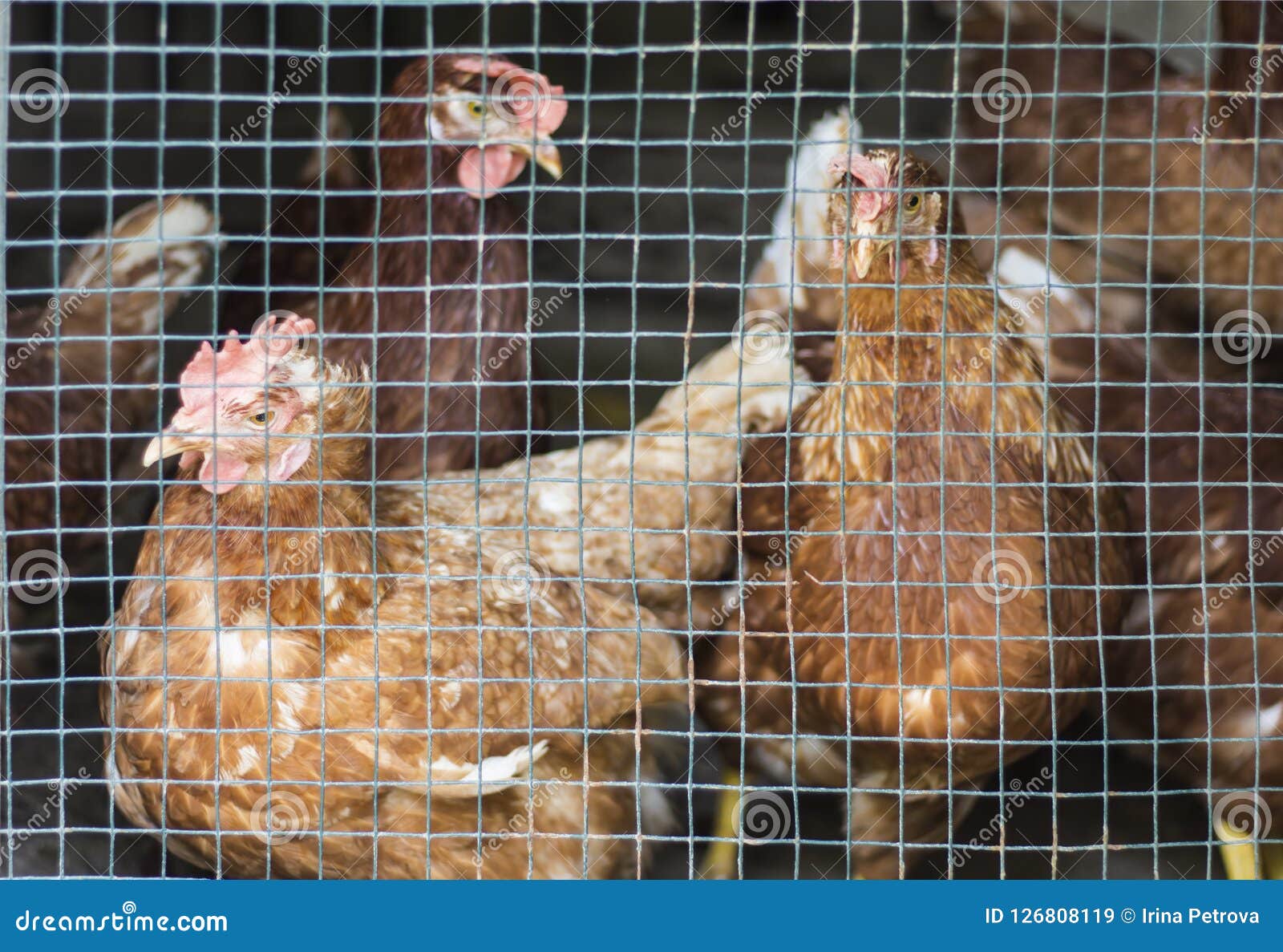 Chicken Behind The Fence Royalty-Free Stock Photo | CartoonDealer.com ...