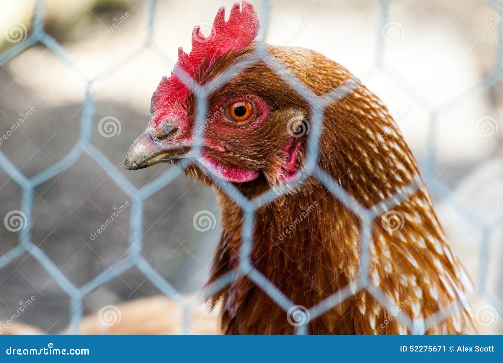 Chicken behind wire stock image. Image of domestic, secure - 52275671