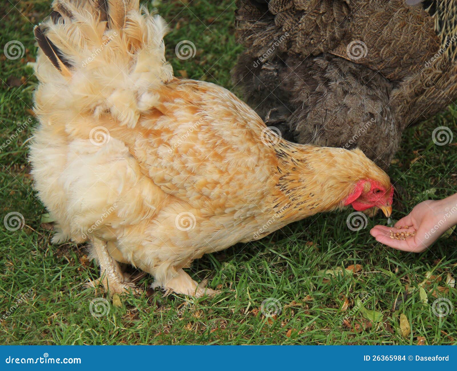 Chicken Being Hand Fed. stock photo. Image of ornithology - 26365984
