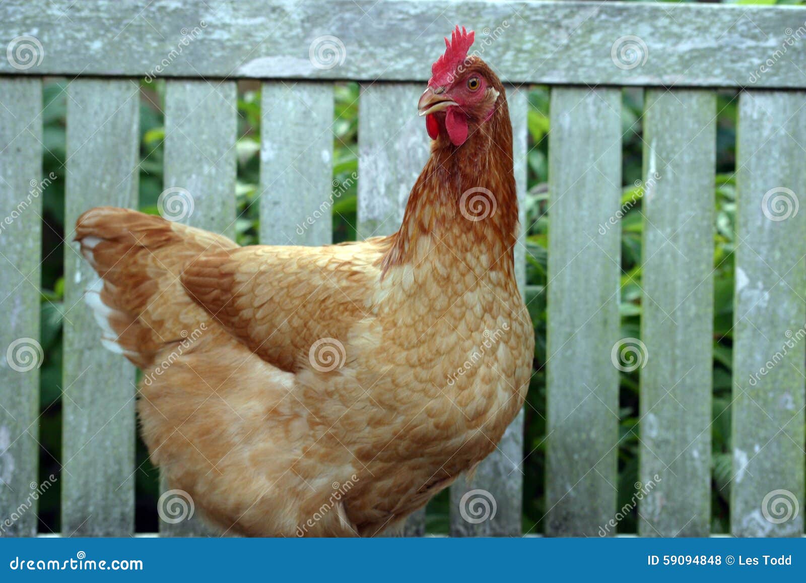 Chicken on a bench stock photo. Image of farm, chickens - 59094848