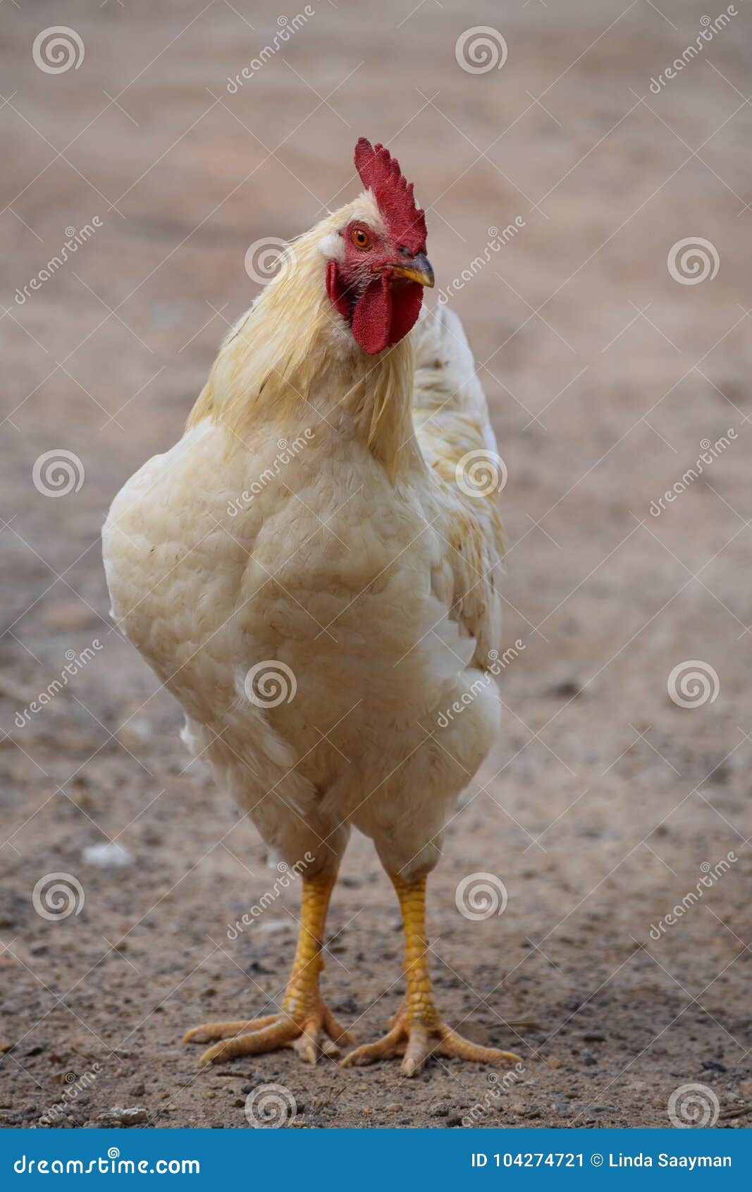 Chicken stock image. Image of white, chicken, farm, rooster - 104274721