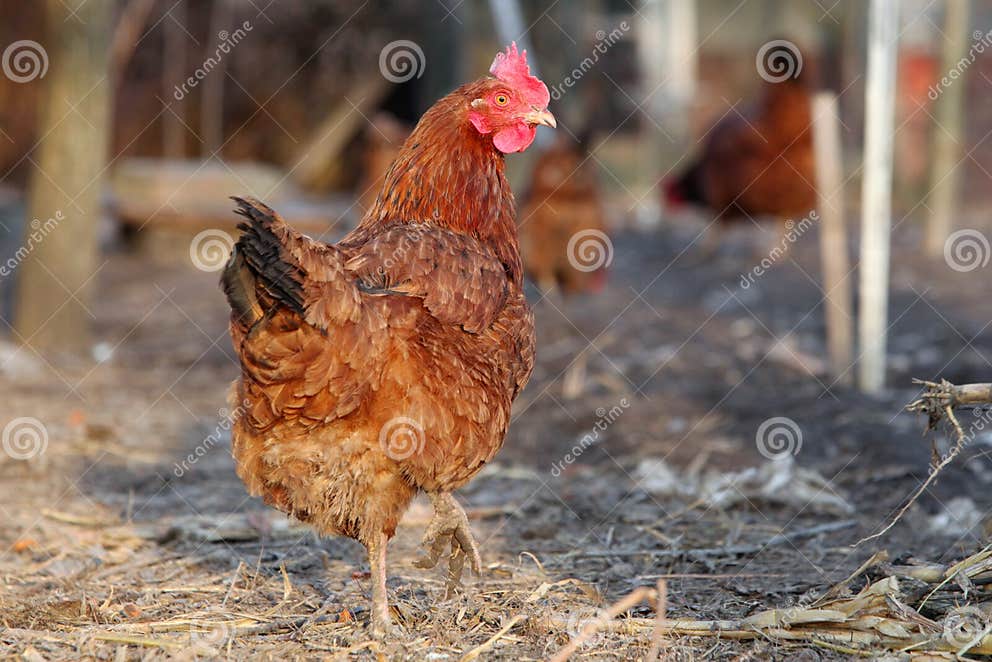 Chicken in bio farm stock photo. Image of green, colorful - 24784556