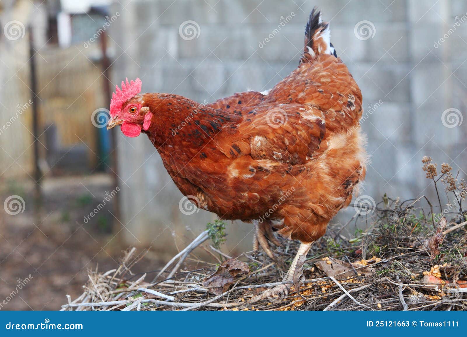 Chicken in bio farm stock image. Image of avian, chick - 25121663