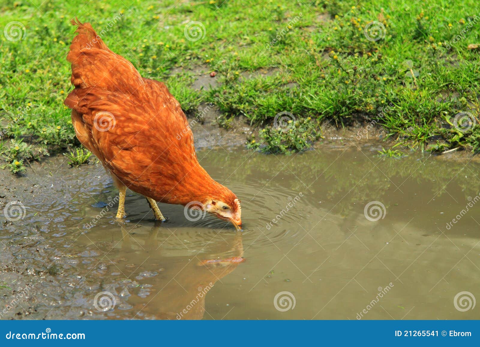 Chicken in biofarm stock image. Image of cockerel, cluck - 21265541