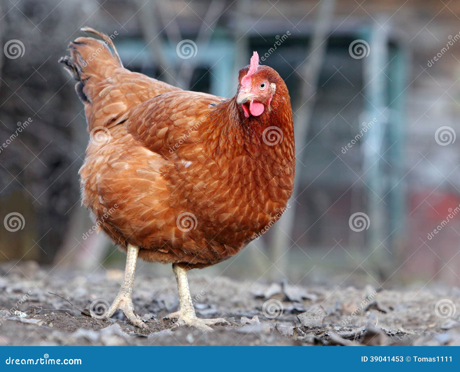 Chicken in biofarm stock image. Image of fauna, food - 39041453
