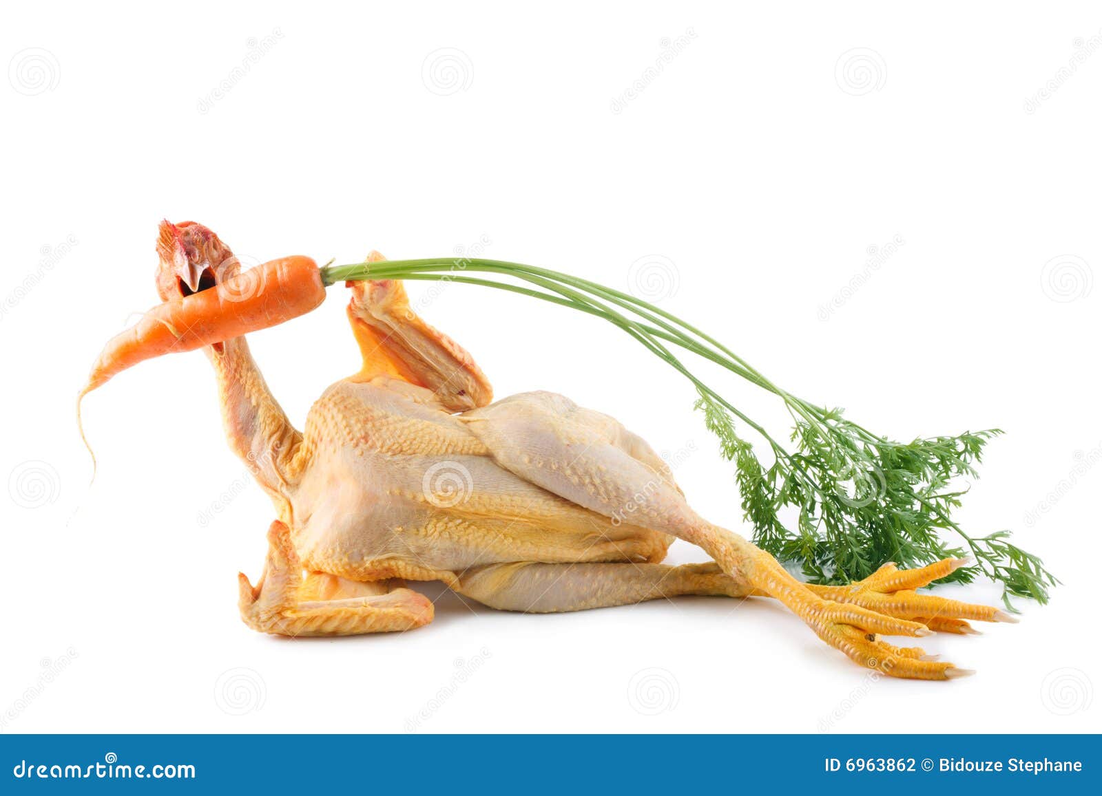 Chicken biting carrot stock photo. Image of chicken, corpse - 6963862