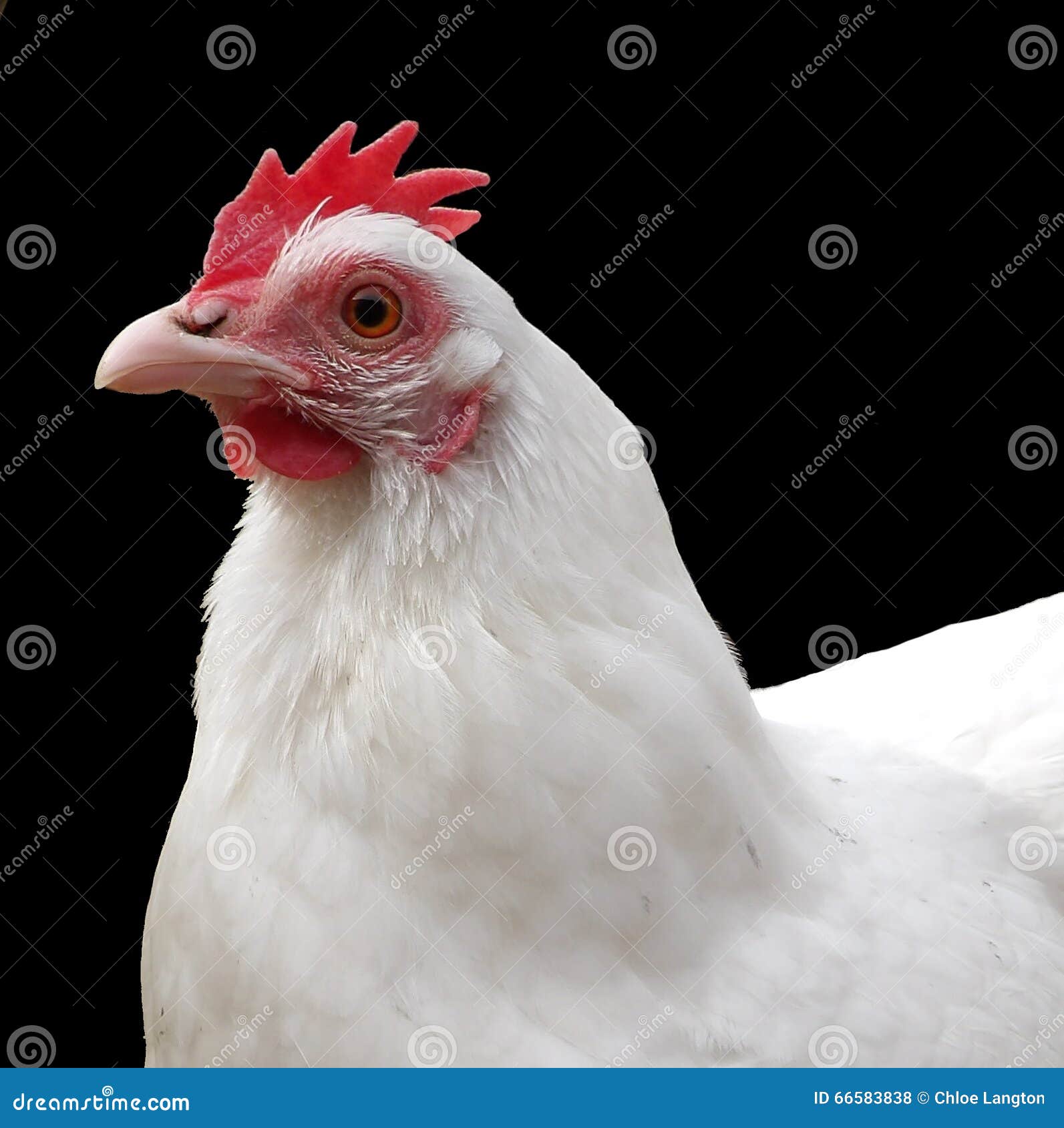 Chicken with Black Background Stock Photo - Image of duck, pekin: 66583838