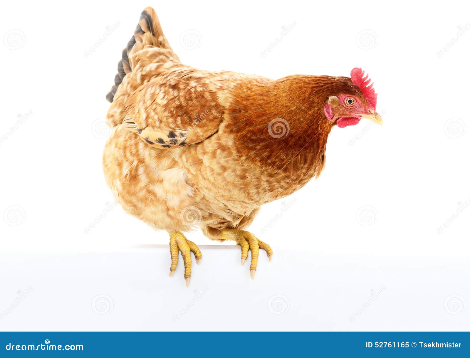 Chicken with blank stock image. Image of placard, white - 52761165